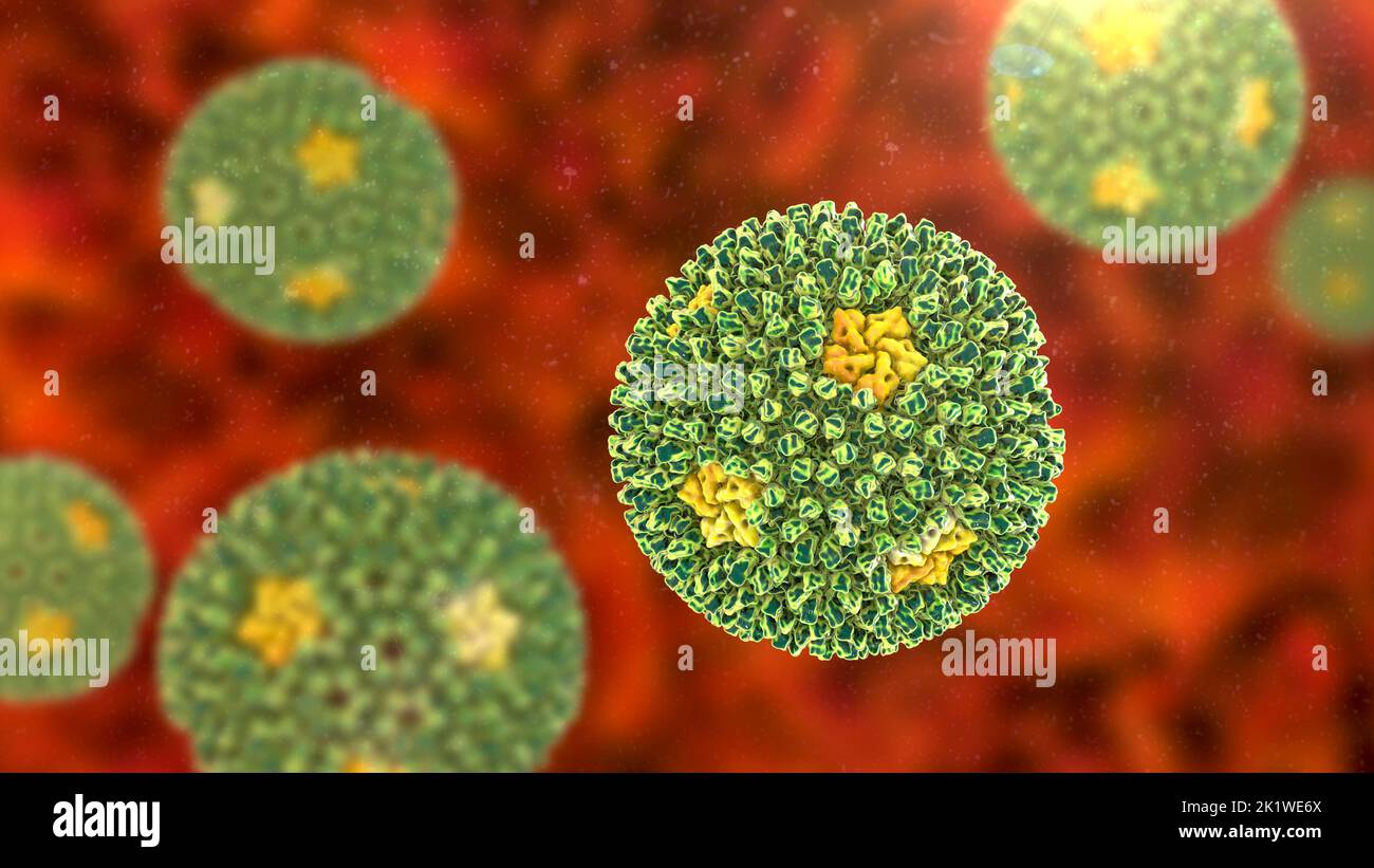 Reovirus hi-res stock photography and images - Alamy