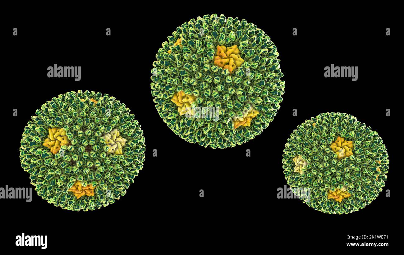 Reoviruses hi-res stock photography and images - Alamy