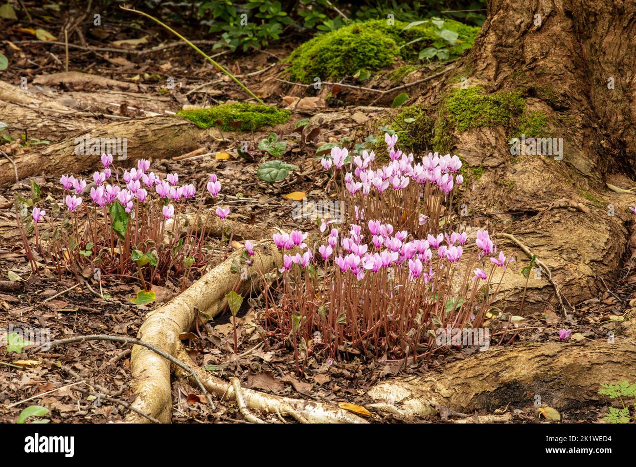 Natural environmental flower portrait of petite Cyclamen Coum, Eastern ...