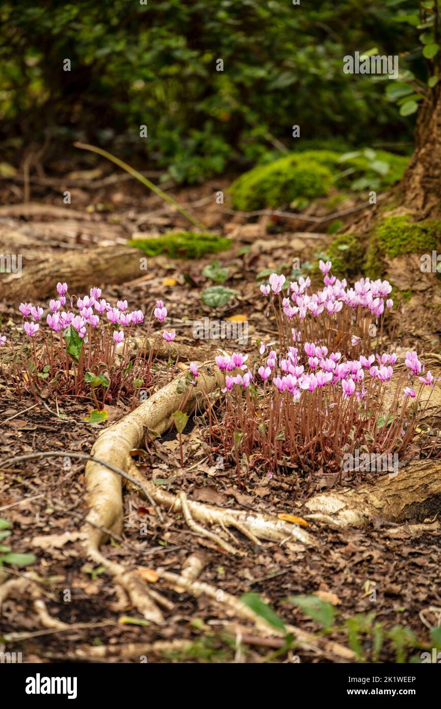 Natural environmental flower portrait of petite Cyclamen Coum, Eastern ...