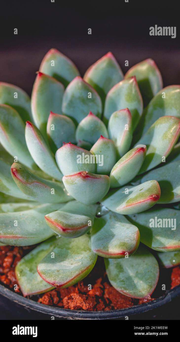 Detail look of Echeveria colorata on dark background. Beautiful ...