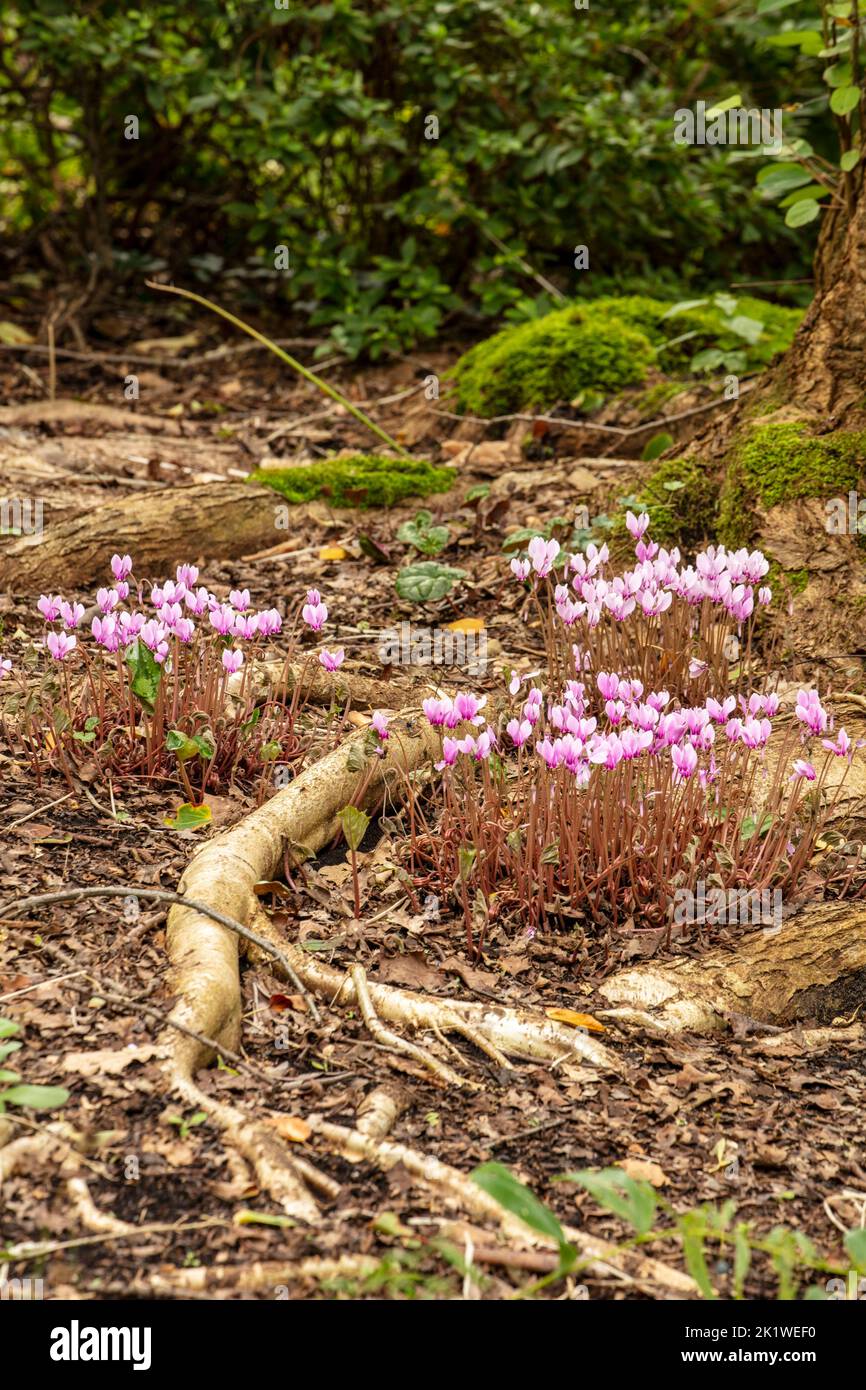 Natural environmental flower portrait of petite Cyclamen Coum, Eastern ...