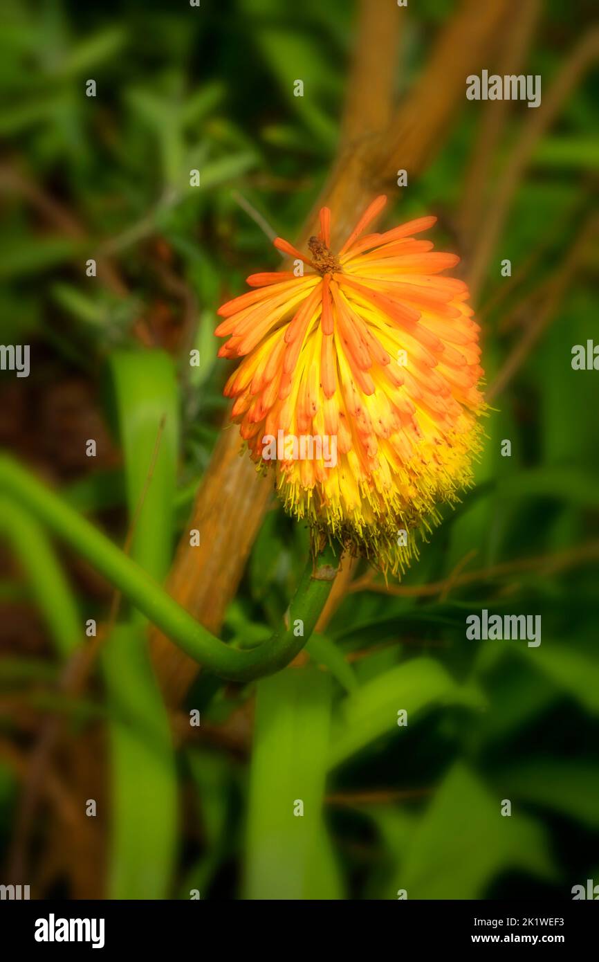 Single spike of Kniphofia rooperi, Rooper's red-hot poker, Kniphofia ...