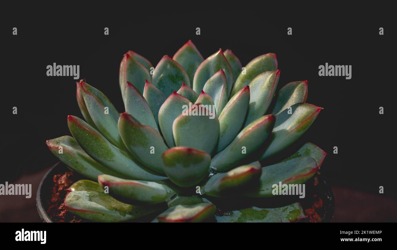 Detail look of Echeveria colorata on dark background. Beautiful ...
