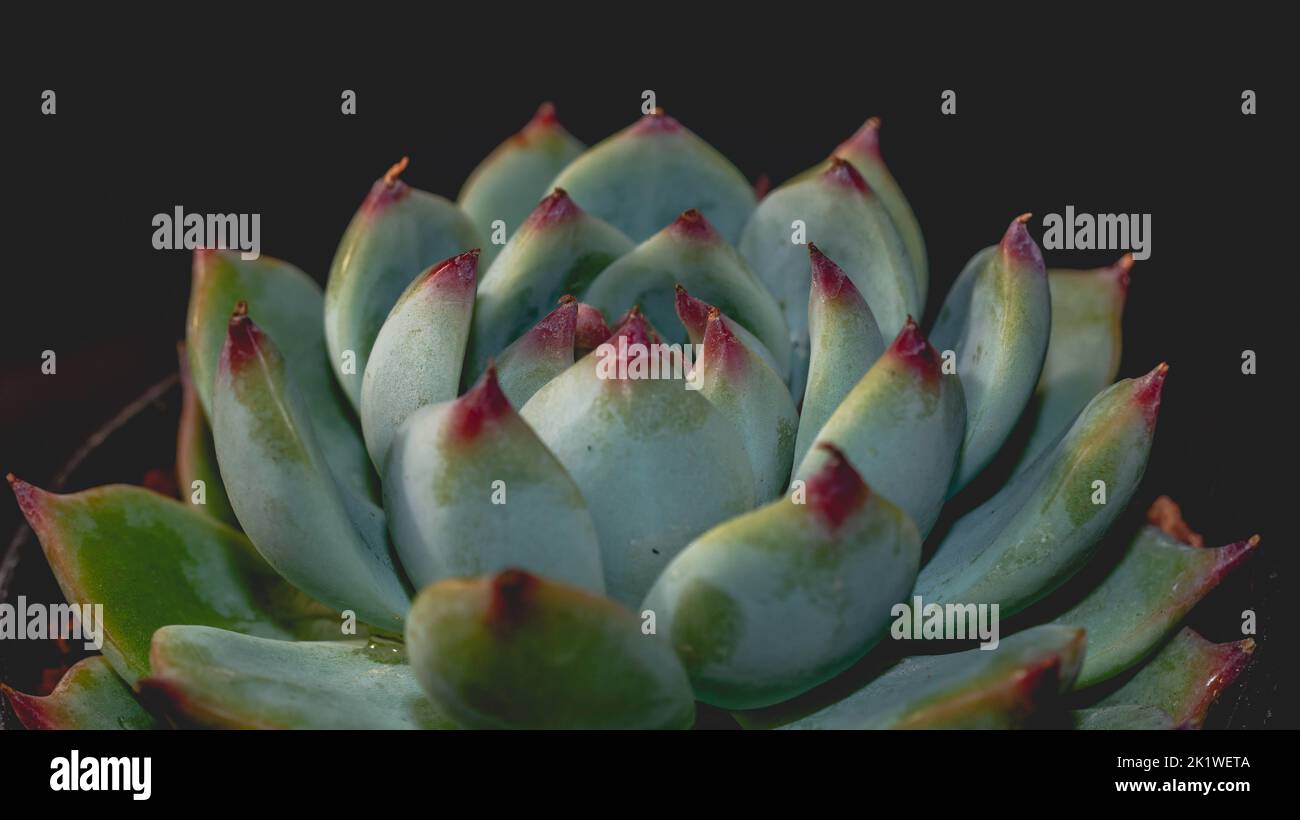 Detail look of Echeveria cuspidata on dark background. Beautiful ...