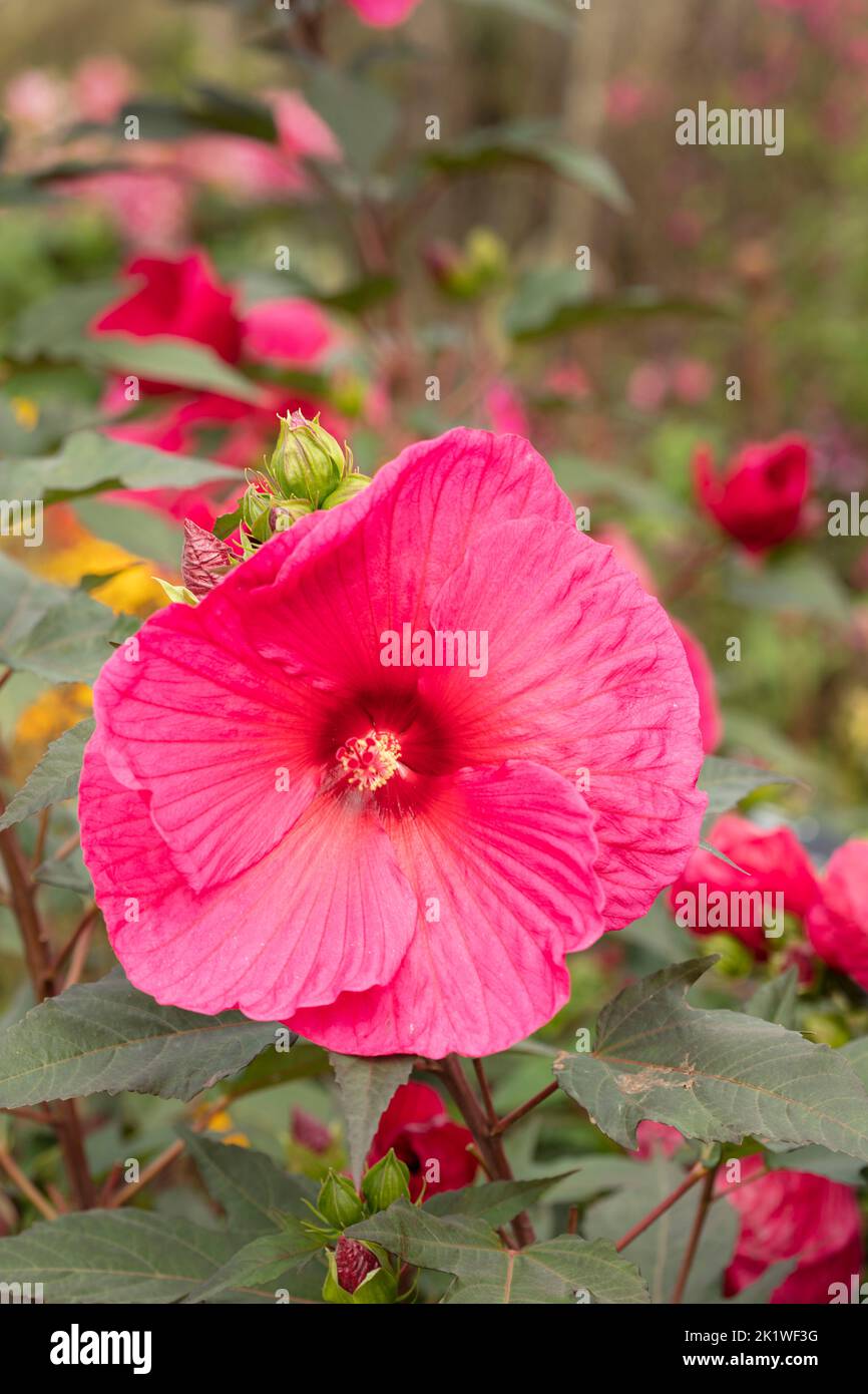 Amazing Hibiscus Moscheutos 'Extreme Hot Pink’, flower in close-up ...
