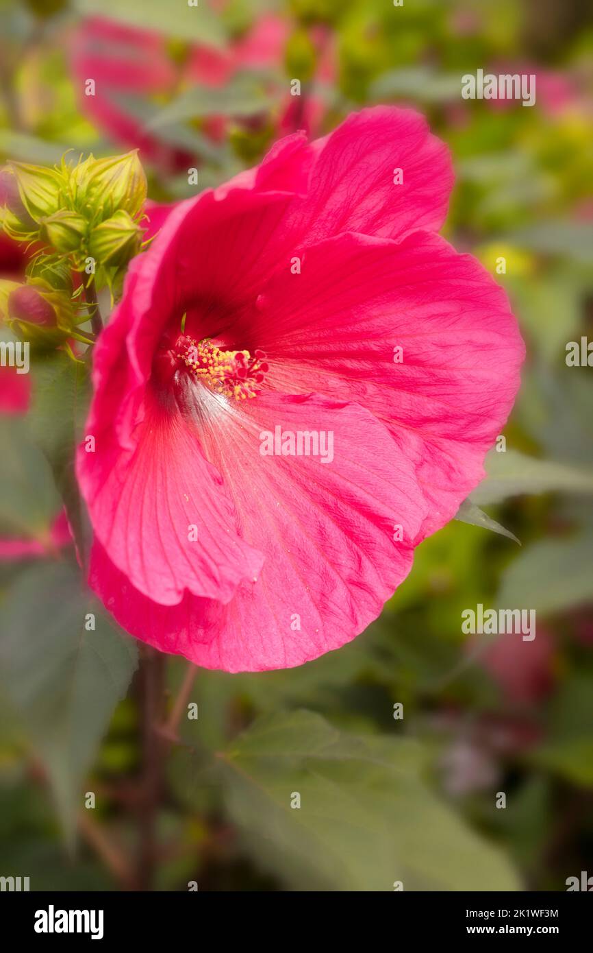 Amazing Hibiscus Moscheutos 'Extreme Hot Pink’, flower in close-up ...