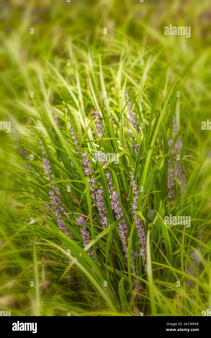 Delightful and surprising Liriope muscari, big blue lilyturf, flowering ...