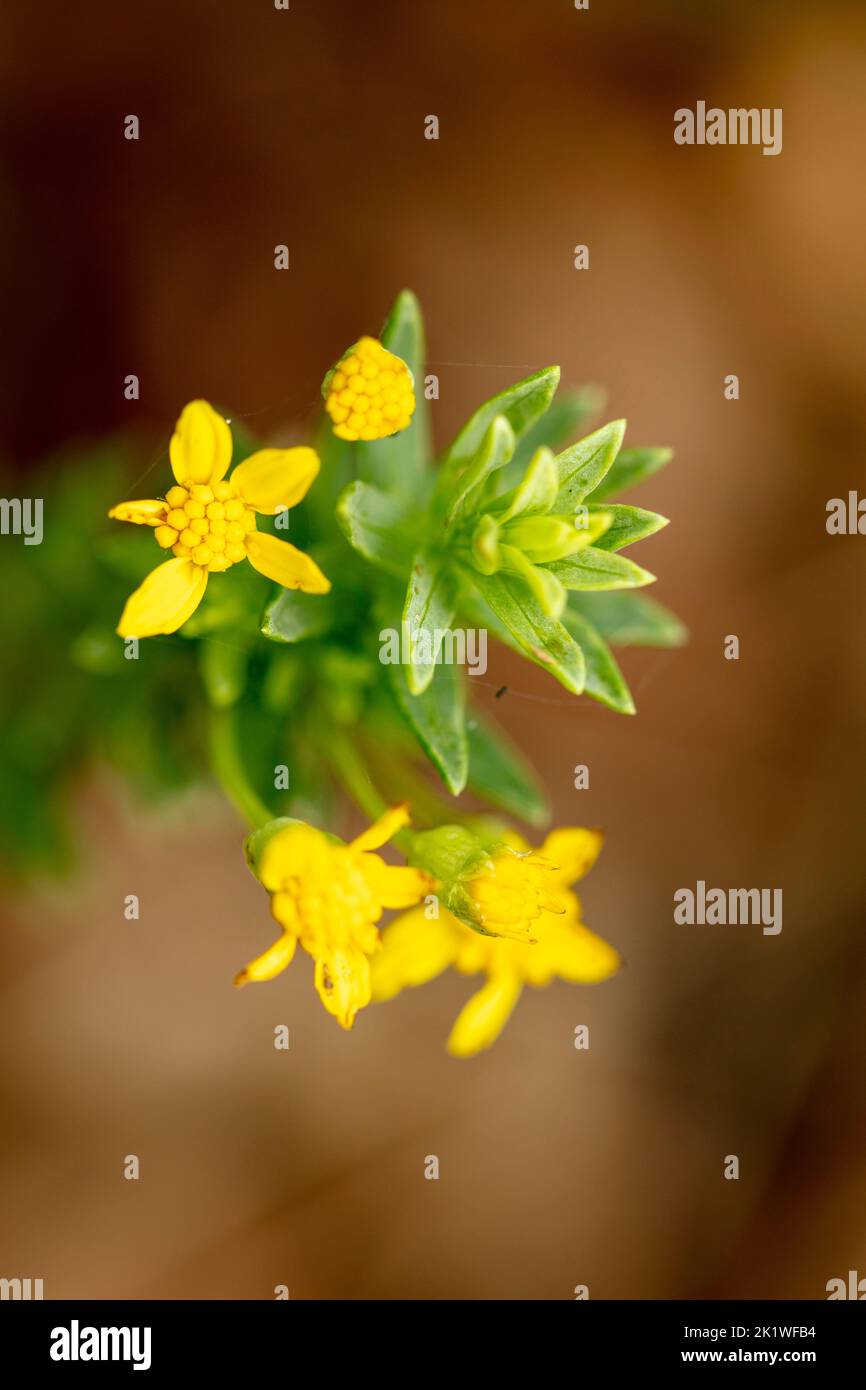 Close-up natural flower portrait of petite Moraea Collina, Cape tulip ...