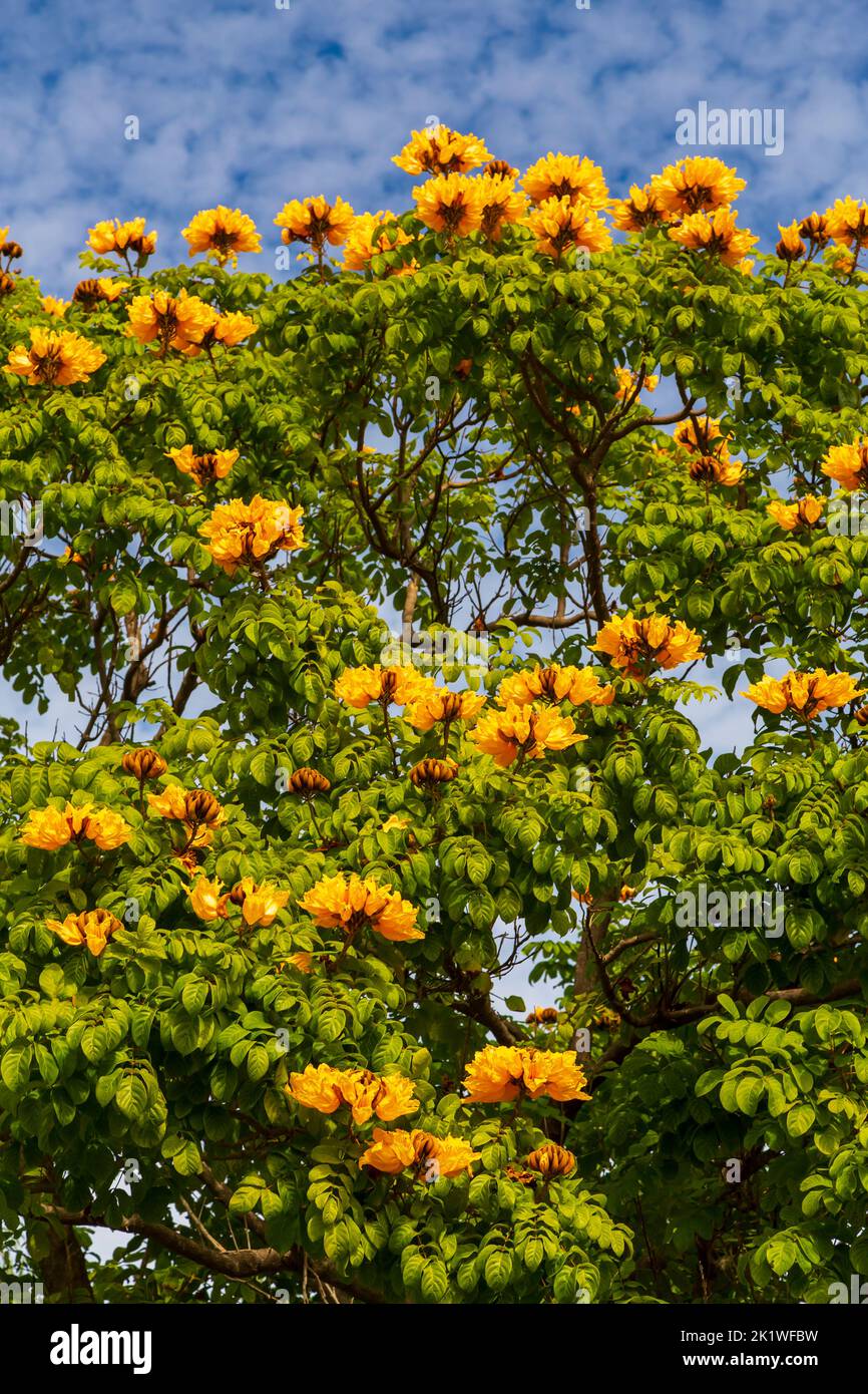 African tulip tree hi-res stock photography and images - Alamy