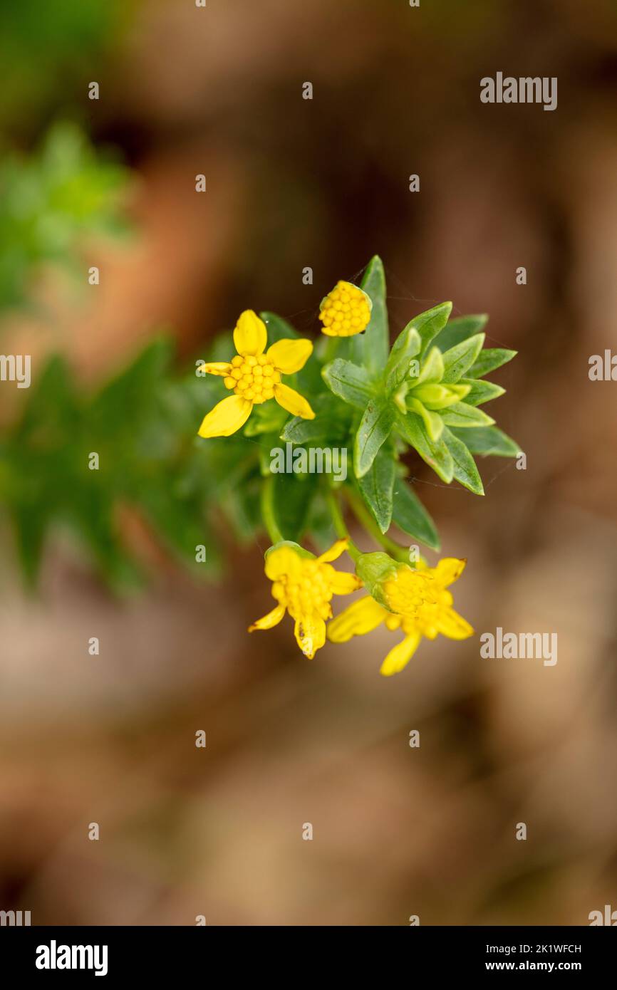 Close-up natural flower portrait of petite Moraea Collina, Cape tulip ...