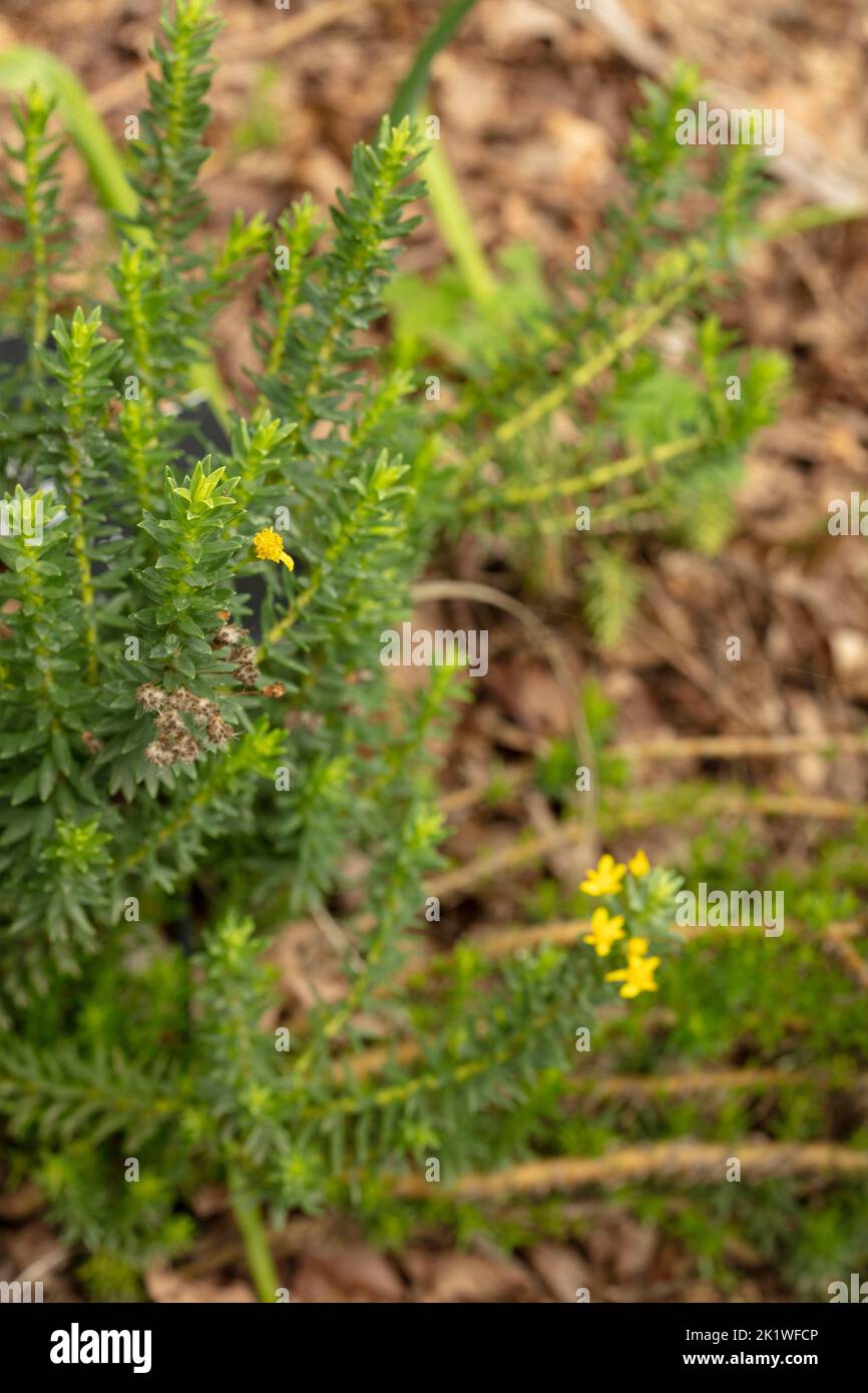 Close-up natural flower portrait of petite Moraea Collina, Cape tulip ...