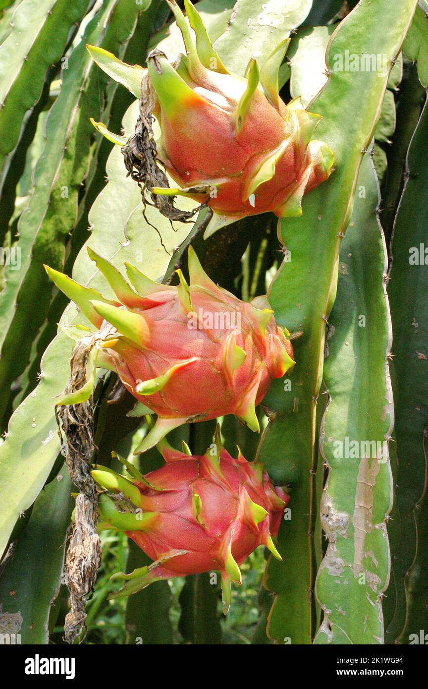 Dragon fruit is a tropical fruit known for its vibrant red skin and ...