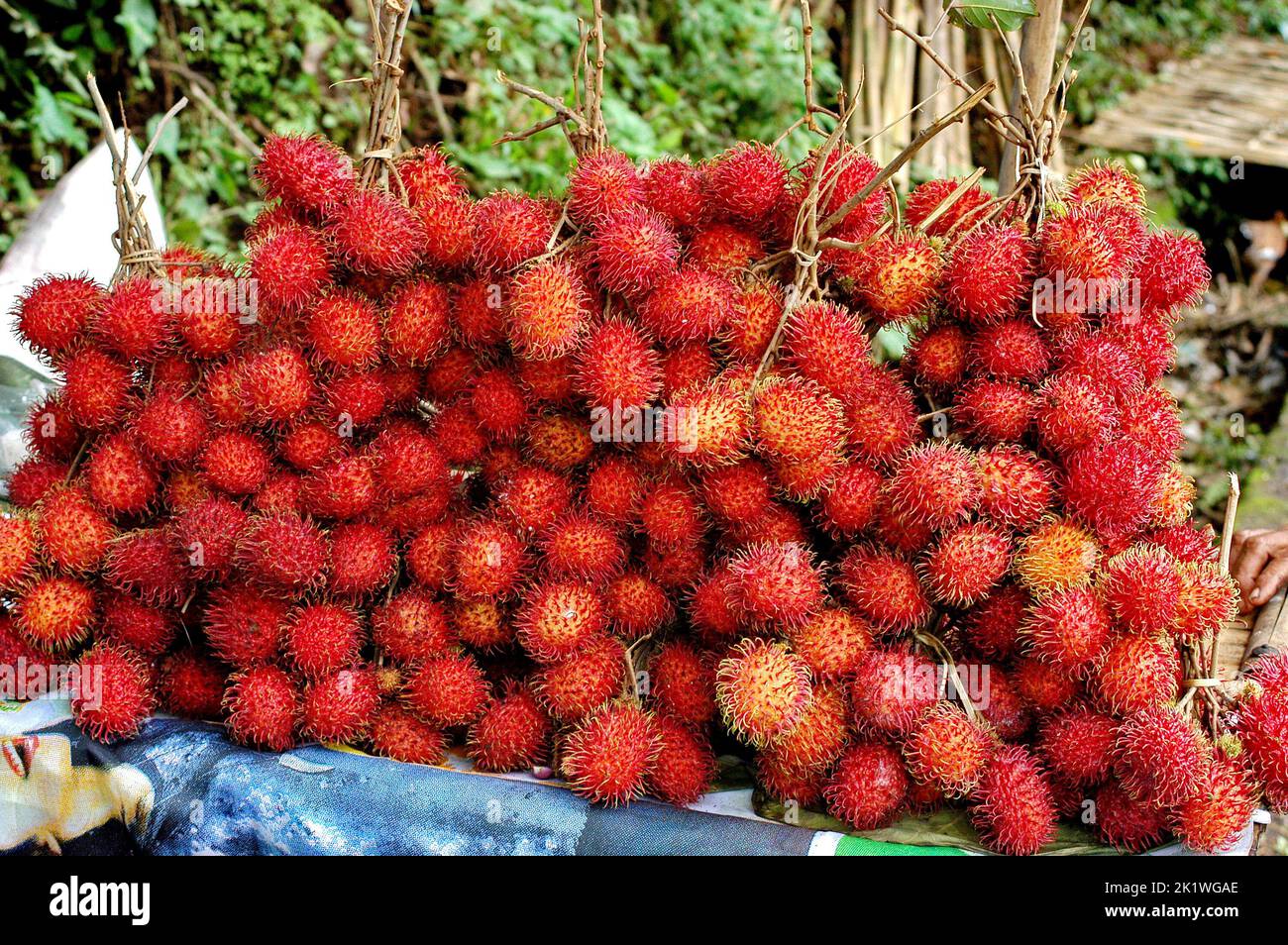 Rambutan Vs Lychee