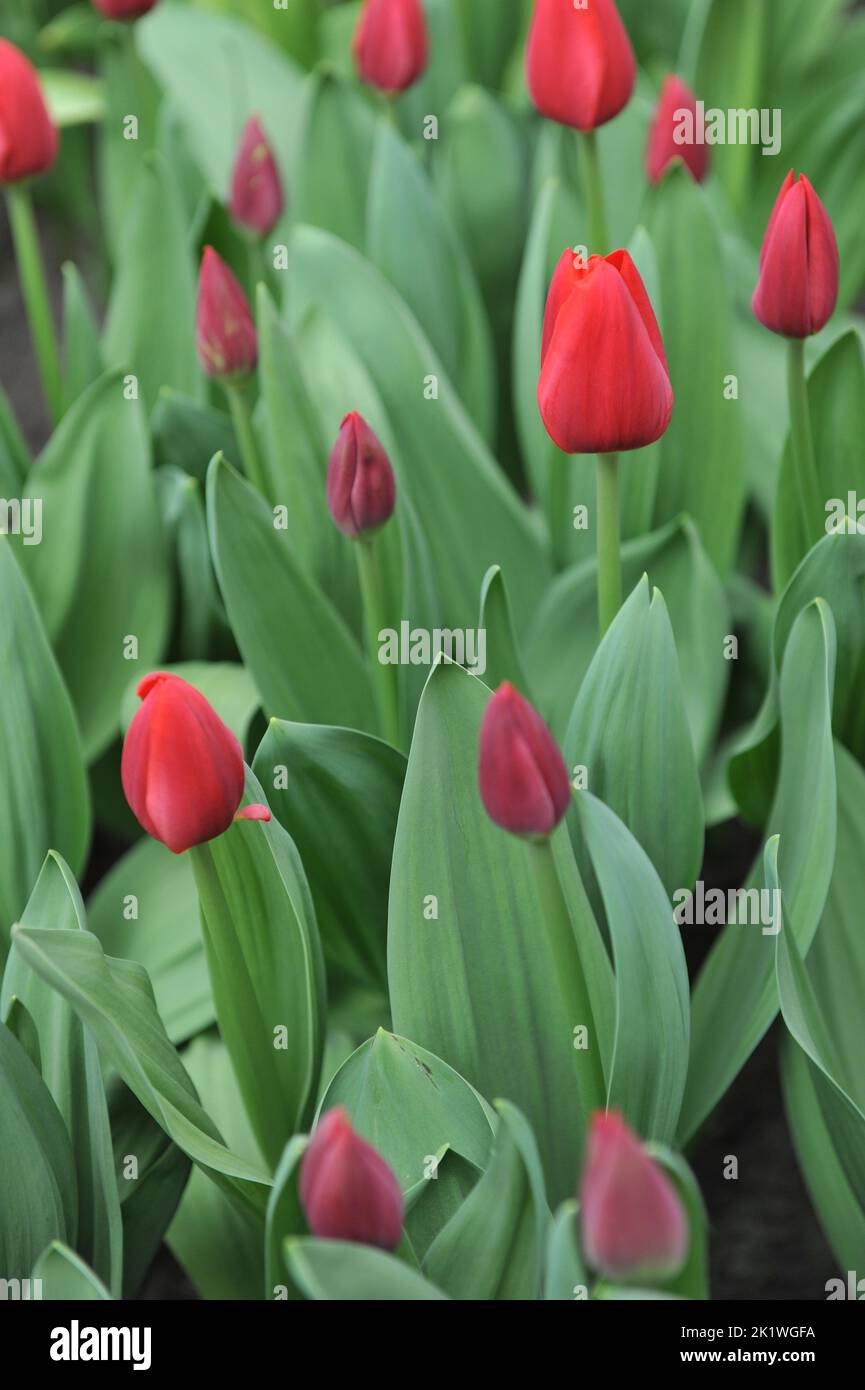 Red Triumph tulips (Tulipa) Renegade bloom in a garden in April Stock ...
