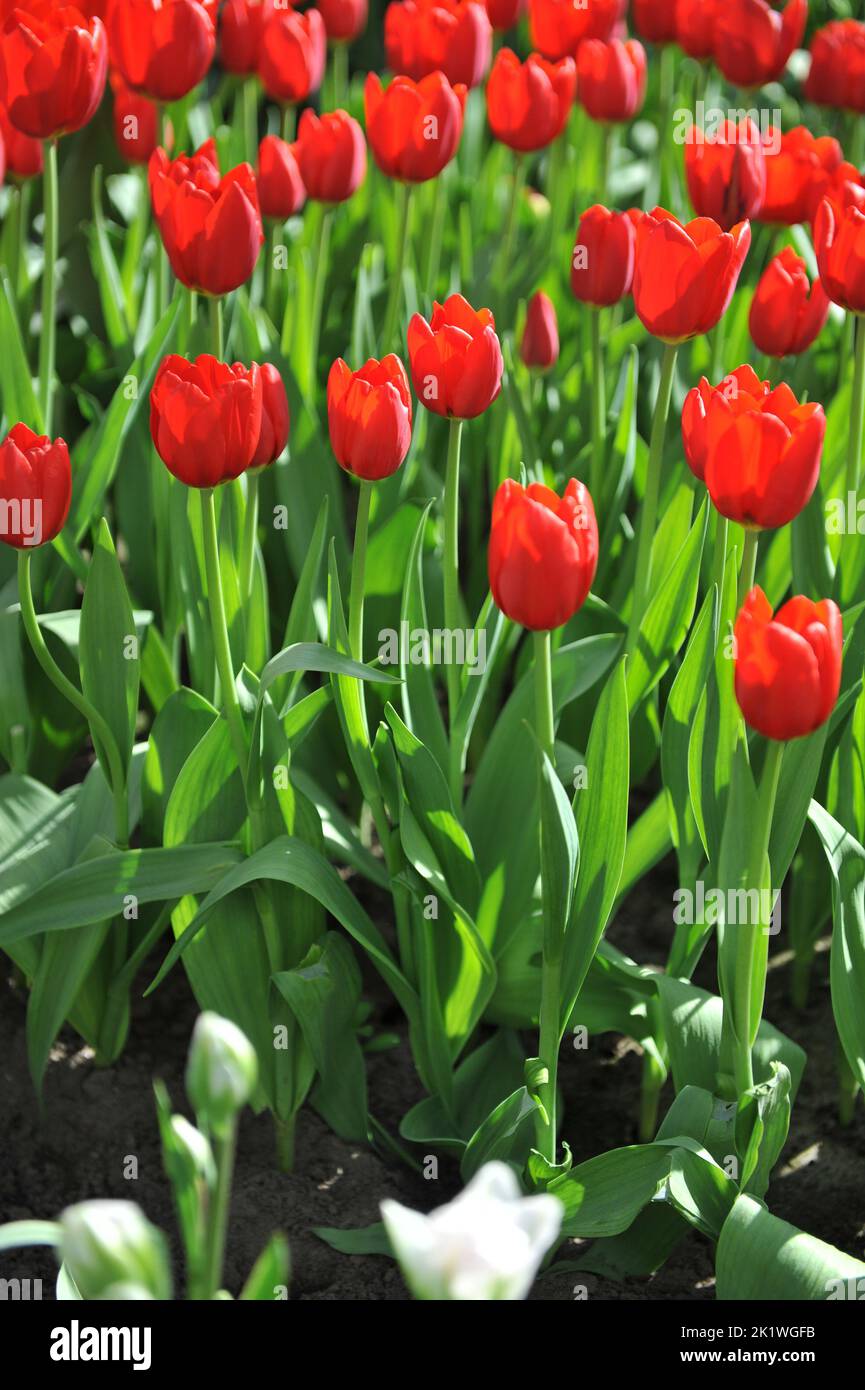 Red Triumph tulips (Tulipa) Renegade bloom in a garden in April Stock ...