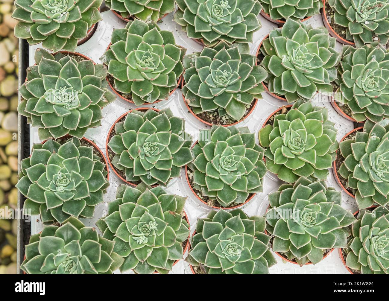 group of potted echeveria plants seen from above in a greenhouse ...