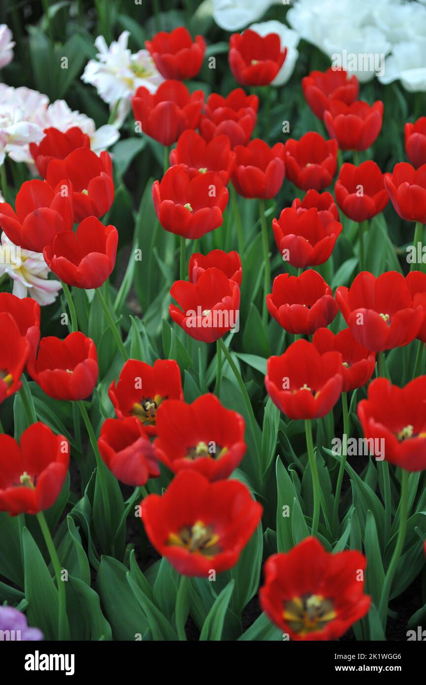 Red Triumph tulips (Tulipa) Renegade bloom in a garden in April Stock ...
