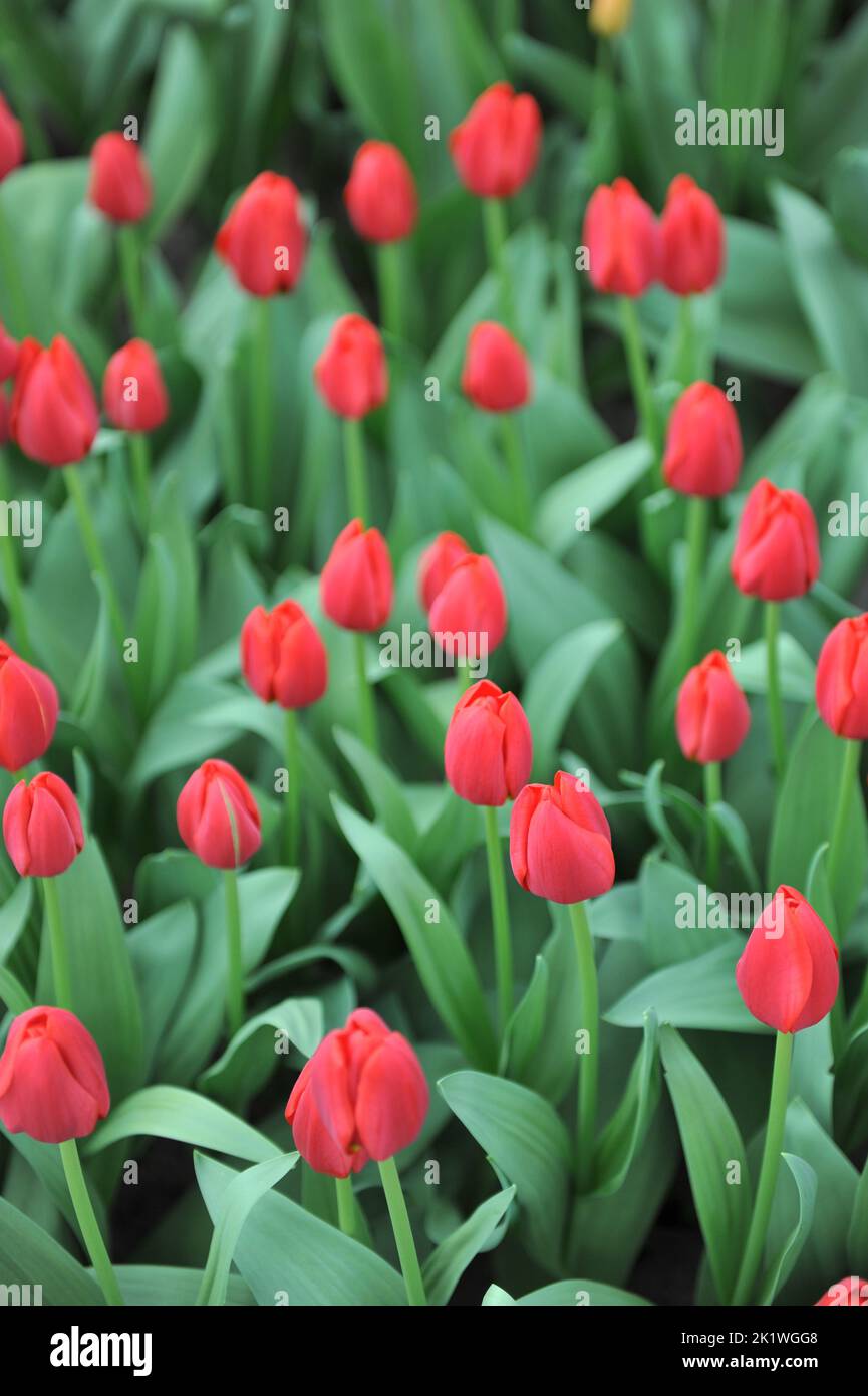 Red Triumph tulips (Tulipa) Renegade bloom in a garden in April Stock ...