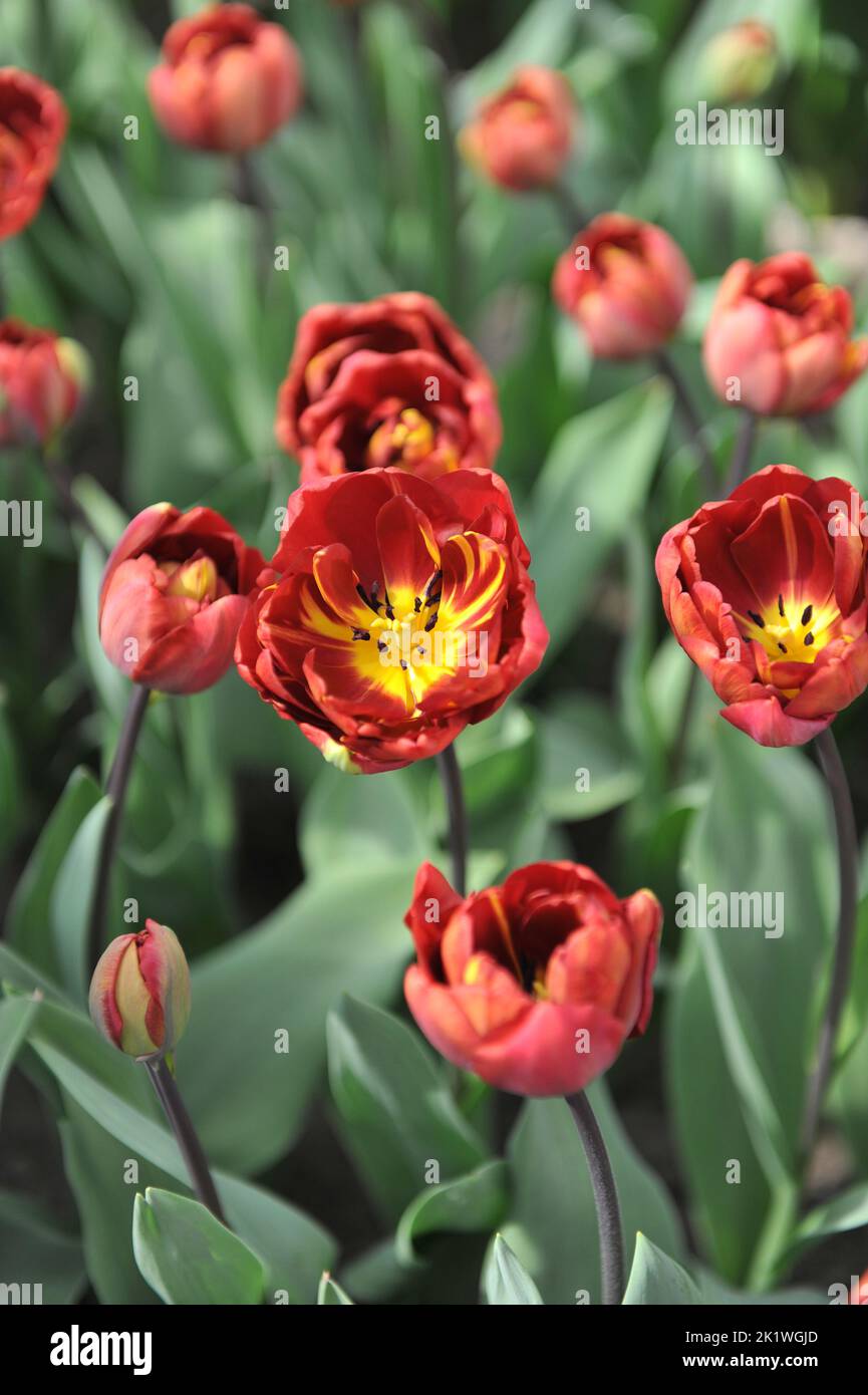 Dark red Double Late tulips (Tulipa) Ridgedale bloom in a garden in ...