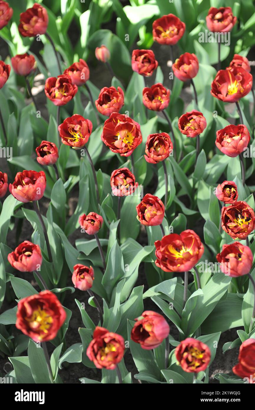 Dark red Double Late tulips (Tulipa) Ridgedale bloom in a garden in ...