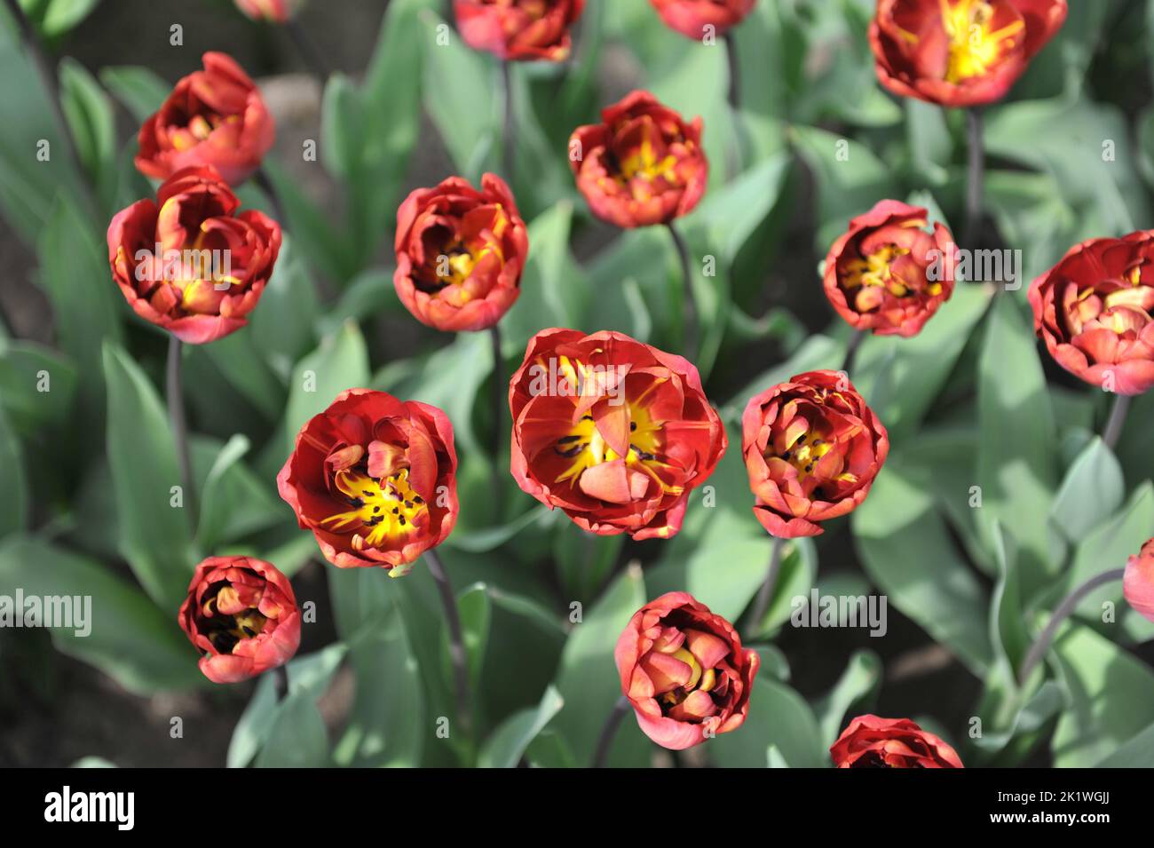 Dark red Double Late tulips (Tulipa) Ridgedale bloom in a garden in ...