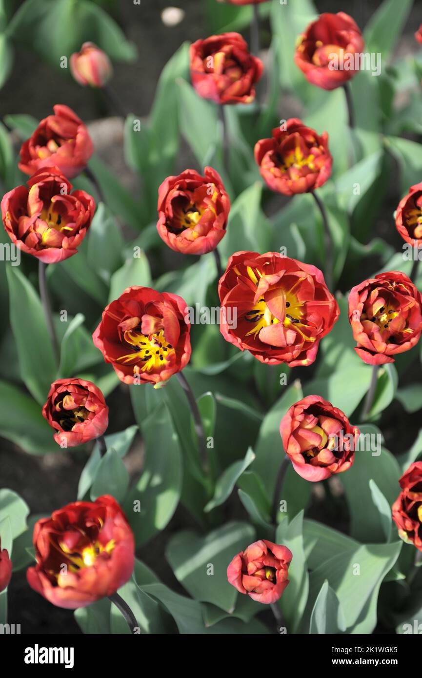 Dark red Double Late tulips (Tulipa) Ridgedale bloom in a garden in ...