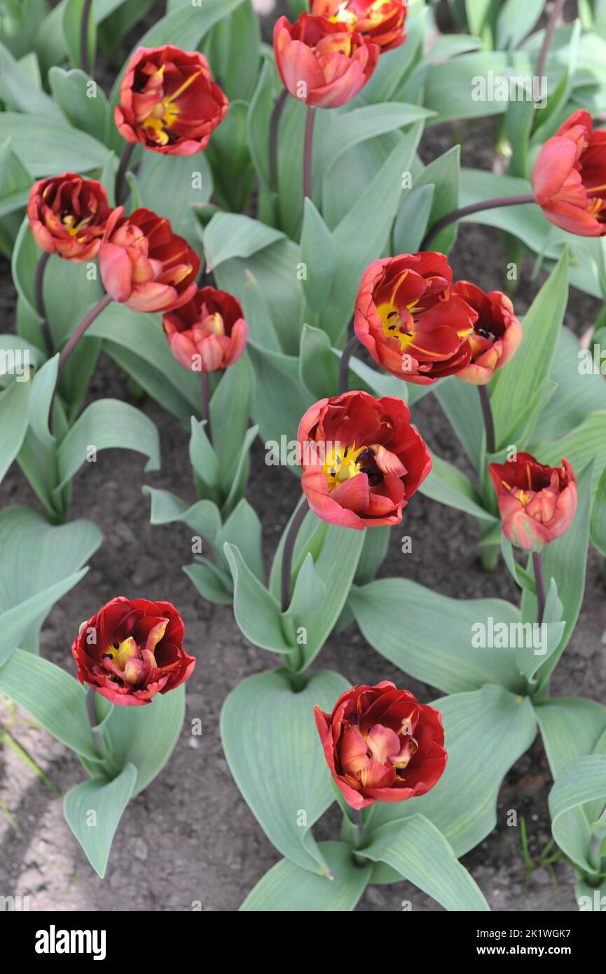 Dark red Double Late tulips (Tulipa) Ridgedale bloom in a garden in ...