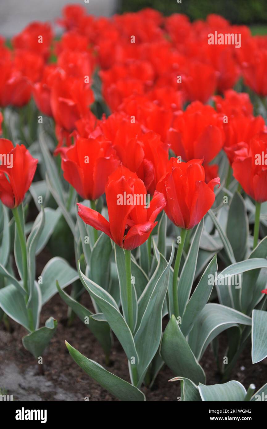 Red double fringed Greigii tulips (Tulipa) Rob Verlinden with ...