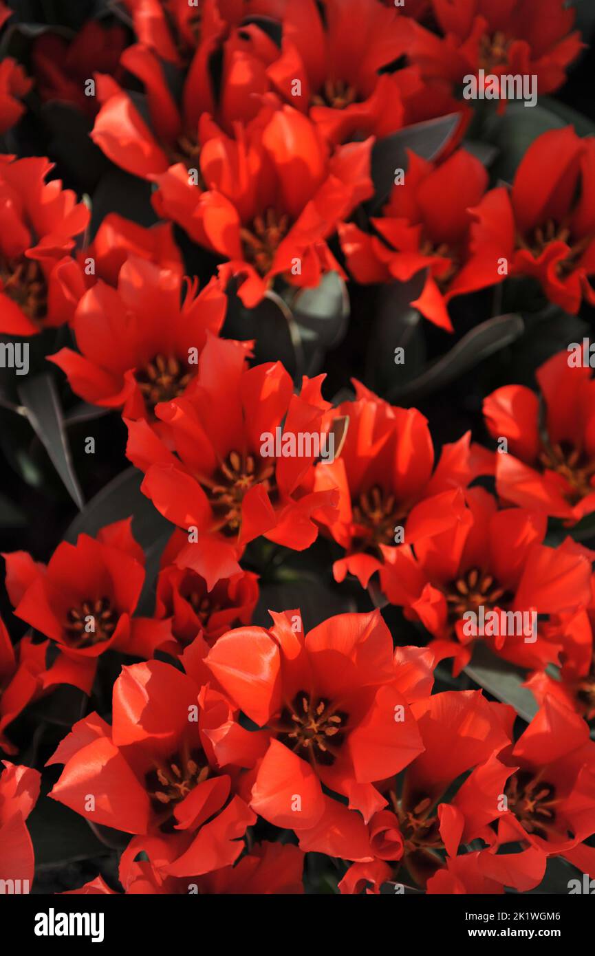 Tulip rob rob verlinden hi-res stock photography and images - Alamy