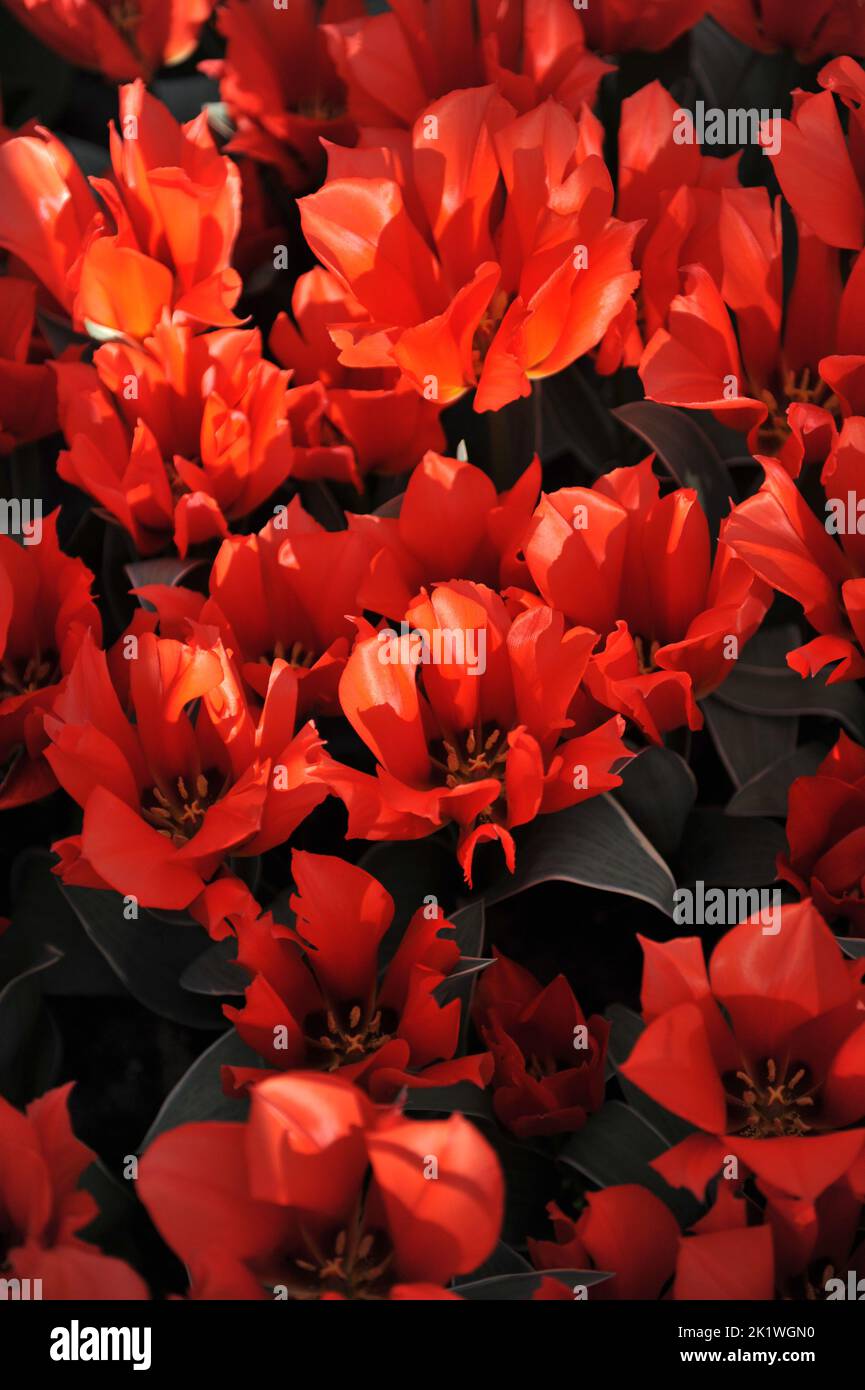 Red double fringed Greigii tulips (Tulipa) Rob Verlinden with ...