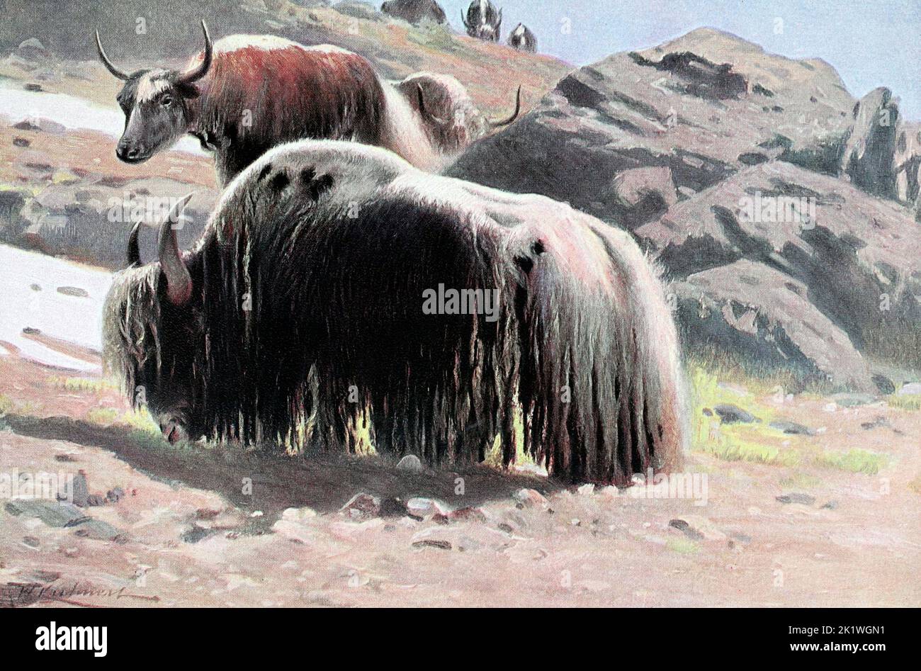 Yak illustration hi-res stock photography and images - Alamy
