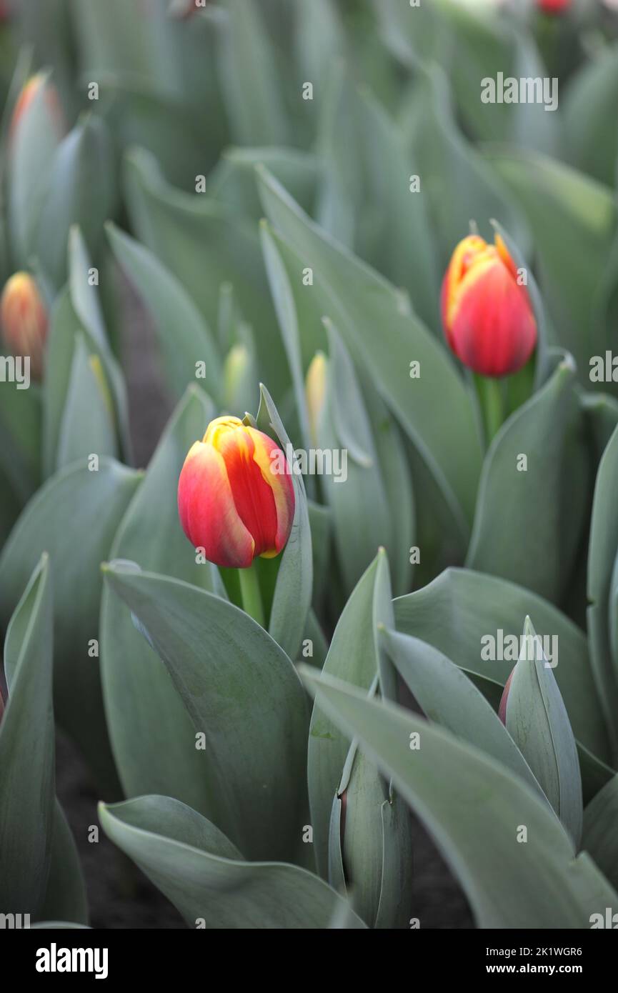 Red and yellow Triumph tulips (Tulipa) Rock Fire bloom in a garden in ...