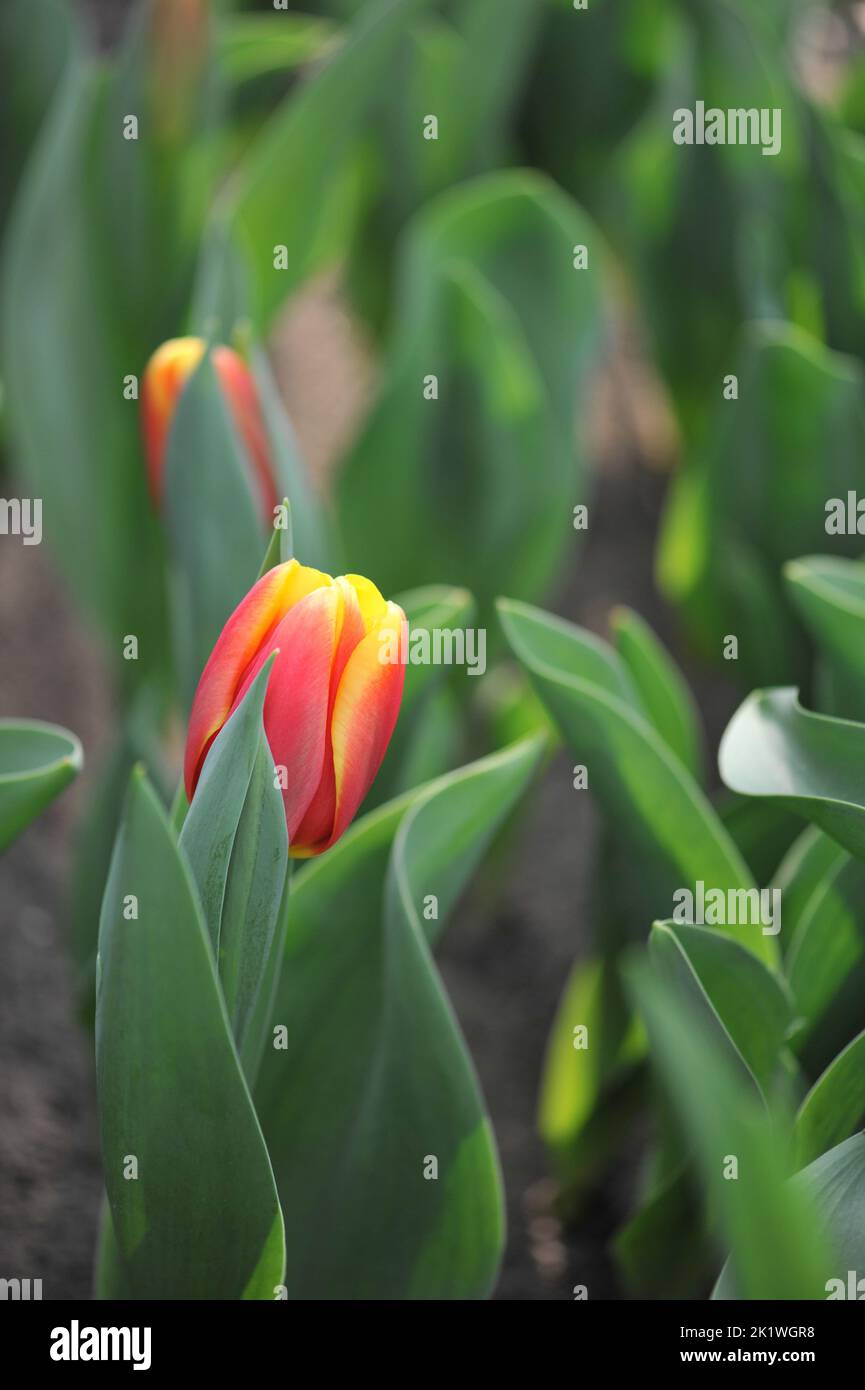 Red and yellow Triumph tulips (Tulipa) Rock Fire bloom in a garden in ...
