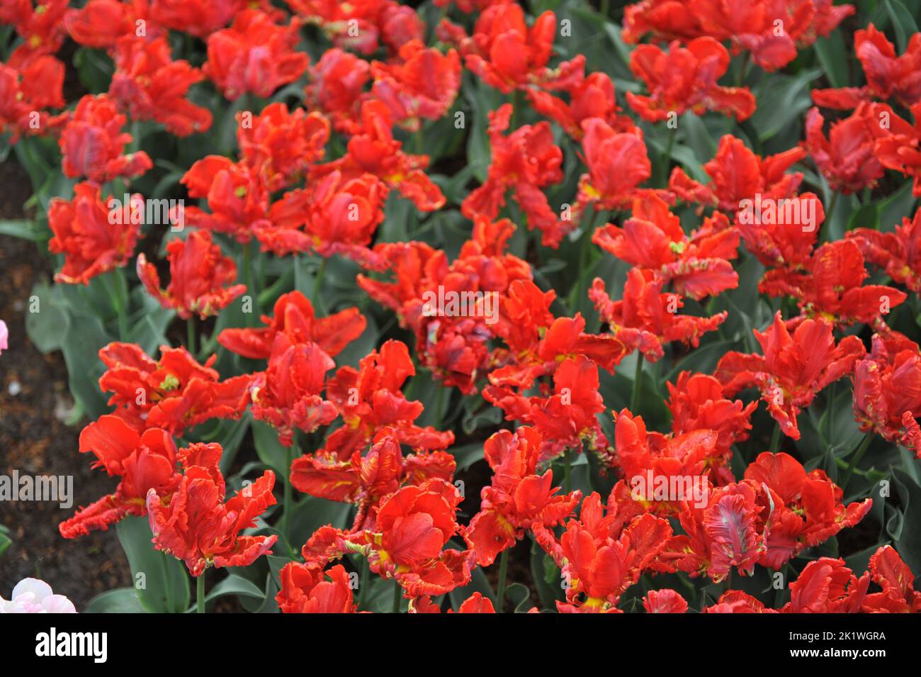 Red Parrot tulips (Tulipa) Rococo bloom in a garden in April Stock ...