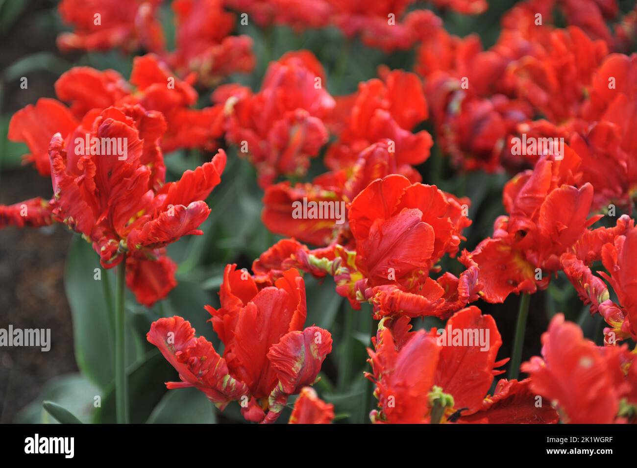 Red Parrot tulips (Tulipa) Rococo bloom in a garden in April Stock ...