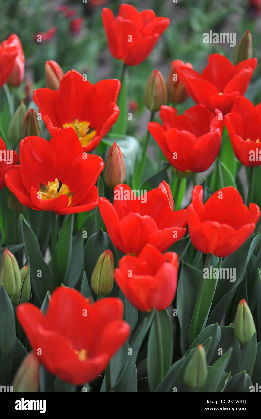 Red Triumph tulips (Tulipa) Rodeo Drive bloom in a garden in March ...