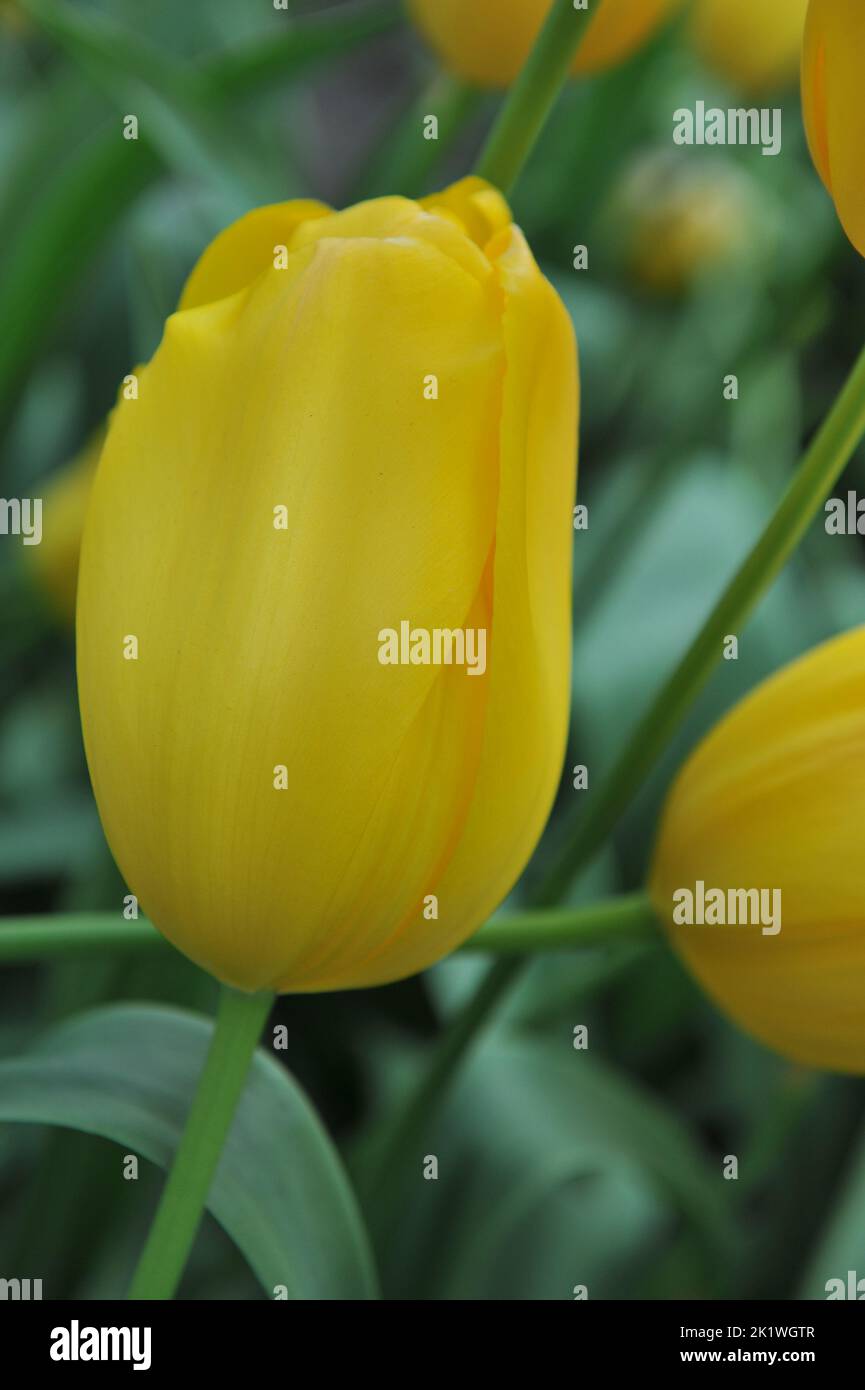 Yellow Single Late tulips (Tulipa) Roi du Midi bloom in a garden in ...