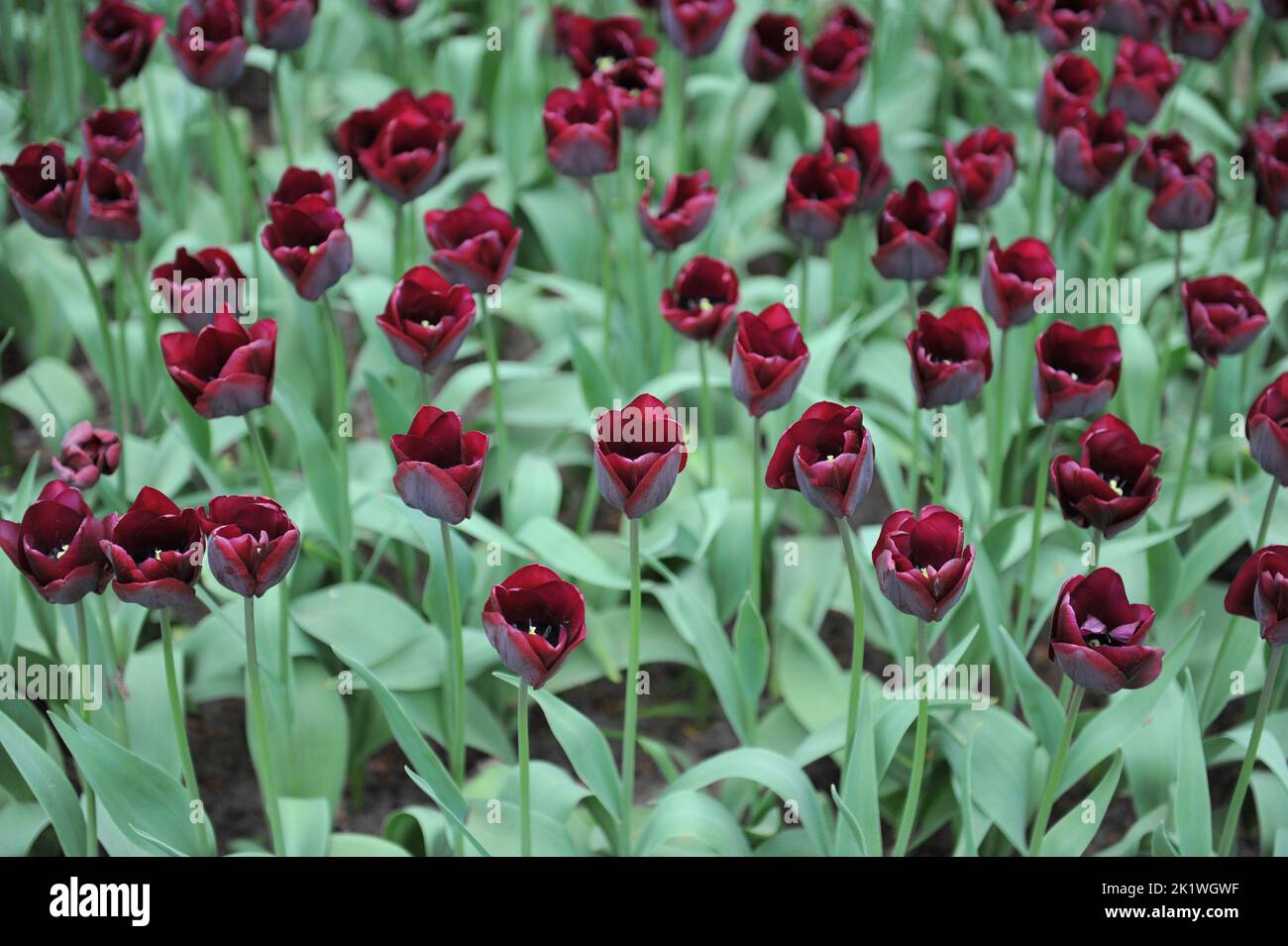 Dark red Triumph tulips (Tulipa) Ronaldo bloom in a garden in April ...