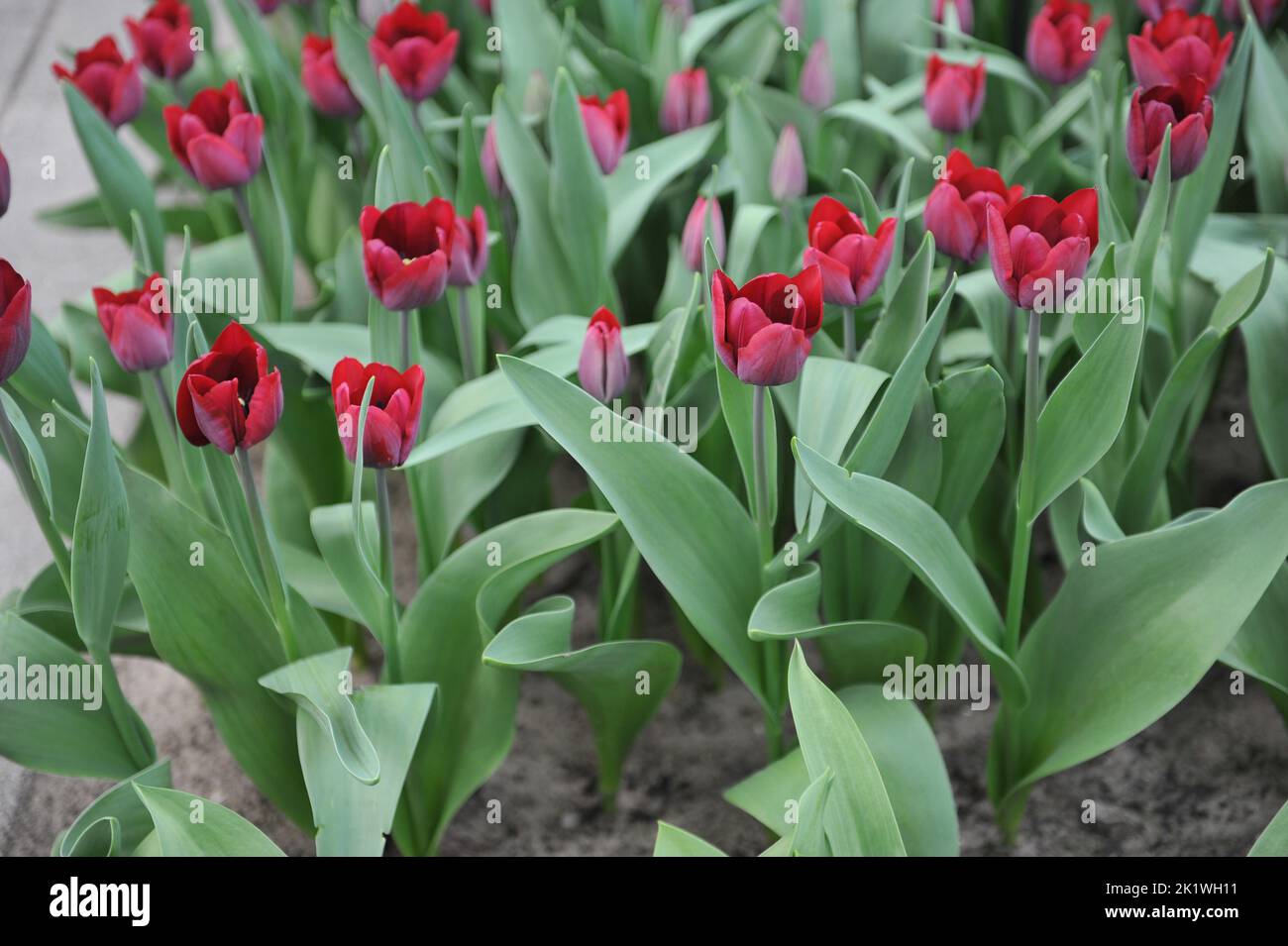 Dark red Triumph tulips (Tulipa) Ronaldo bloom in a garden in April ...