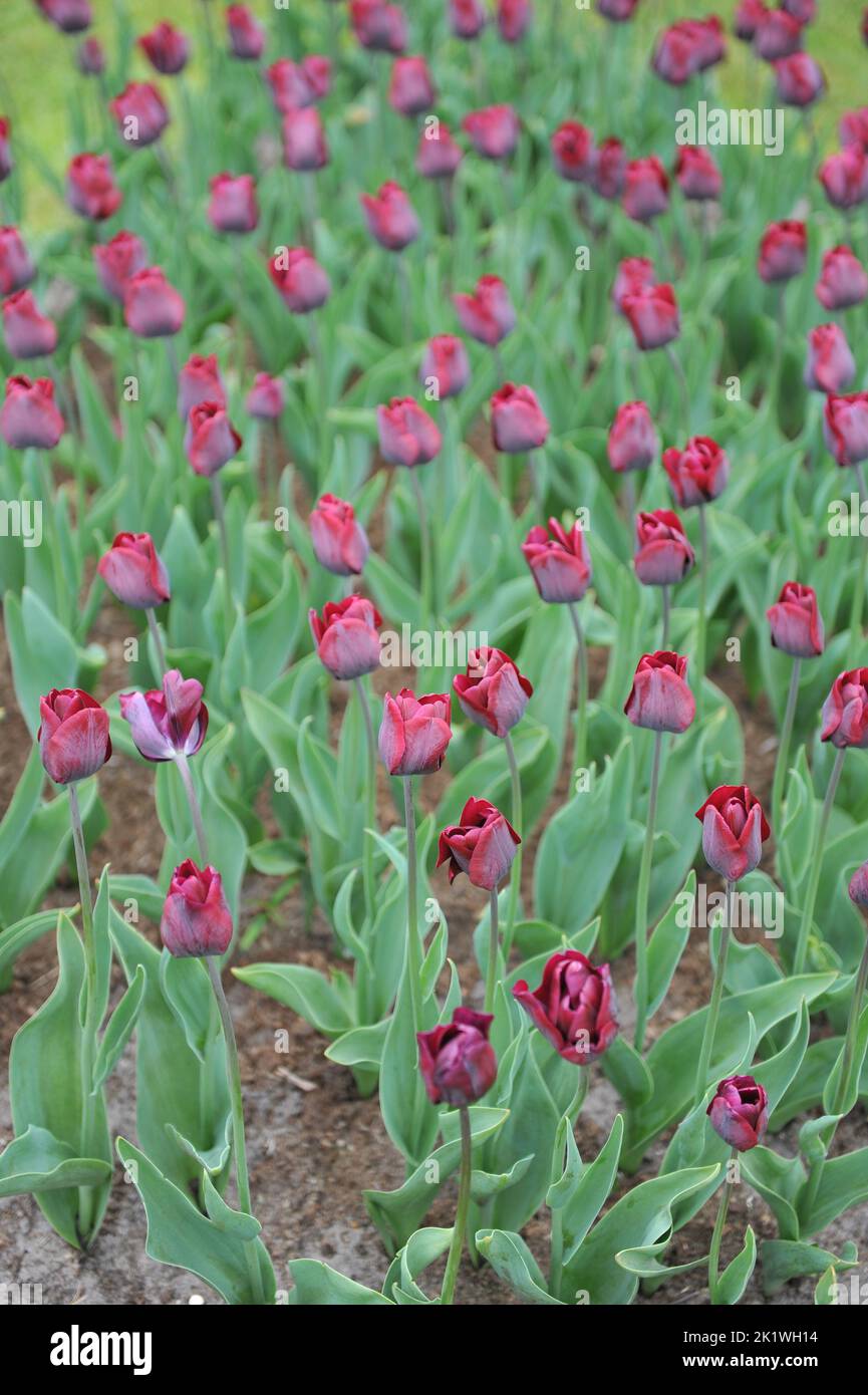 Dark red Triumph tulips (Tulipa) Ronaldo bloom in a garden in April ...