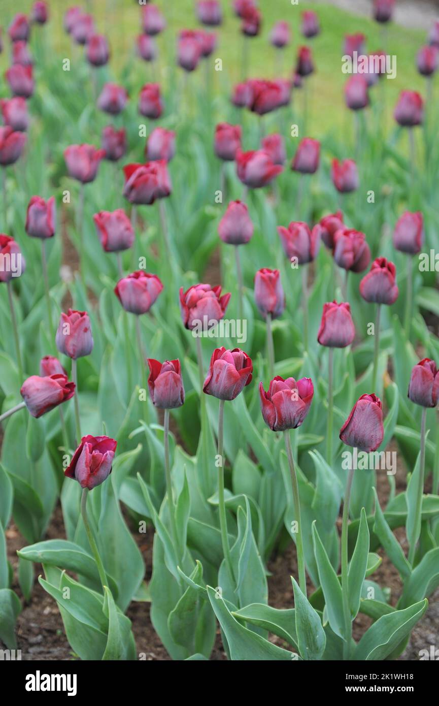 Dark red Triumph tulips (Tulipa) Ronaldo bloom in a garden in April ...