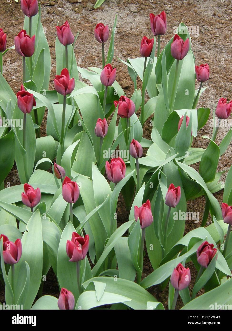 Dark red Triumph tulips (Tulipa) Ronaldo bloom in a garden in March ...