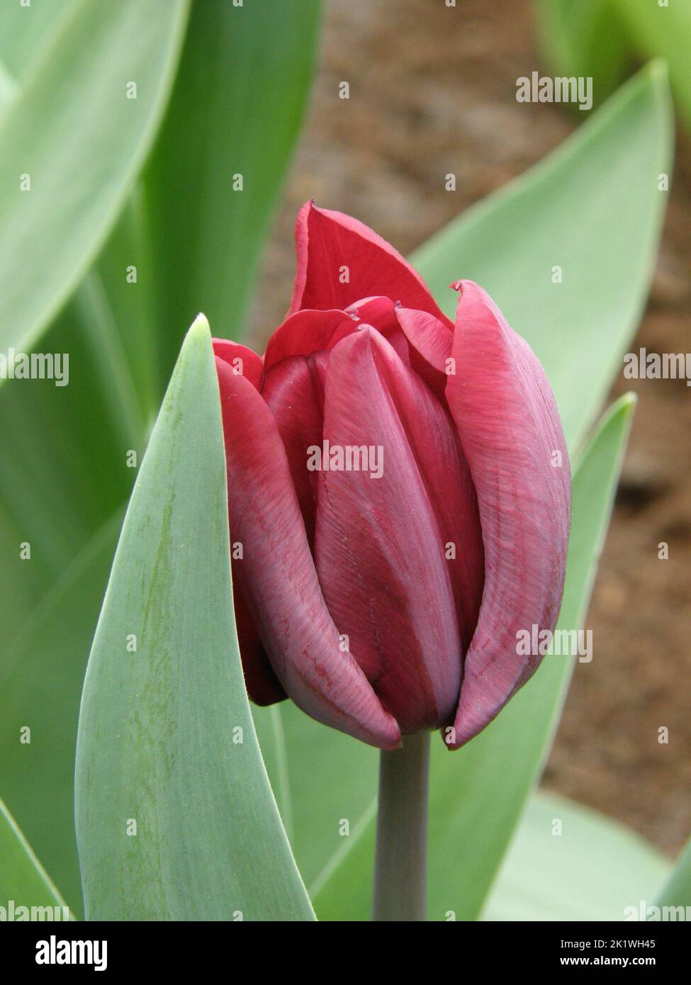 Dark red Triumph tulips (Tulipa) Ronaldo bloom in a garden in March ...