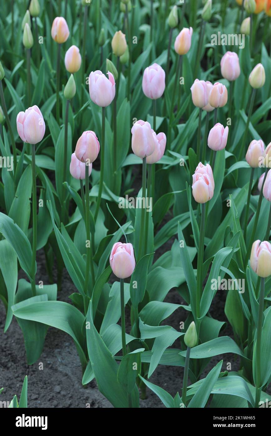 Light pink Triumph tulips (Tulipa) Rosalie bloom in a garden in March ...