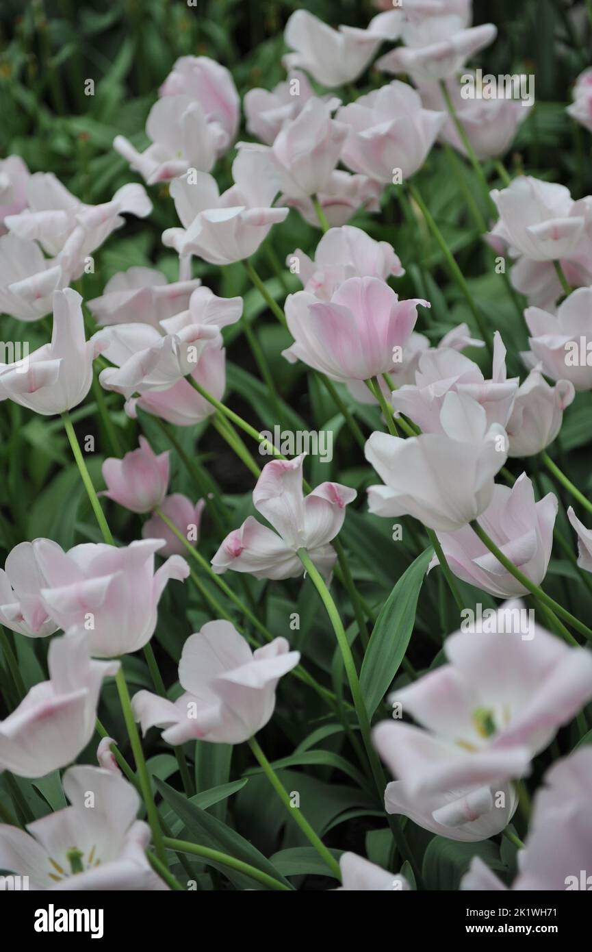 Light pink Triumph tulips (Tulipa) Rosalie bloom in a garden in April ...