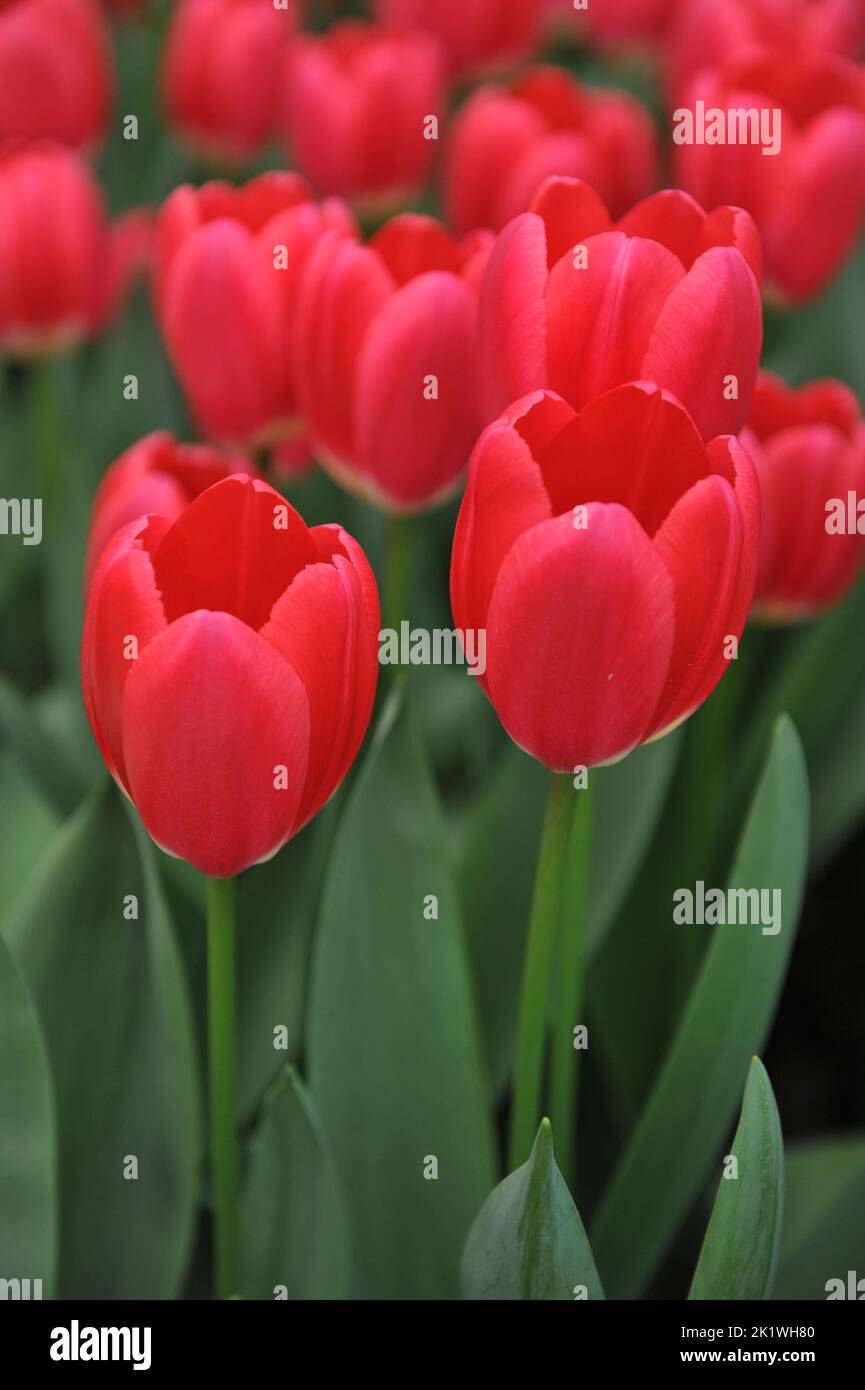 Deep pink Darwin Hybrid tulips (Tulipa) Rosy Delight bloom in a garden ...