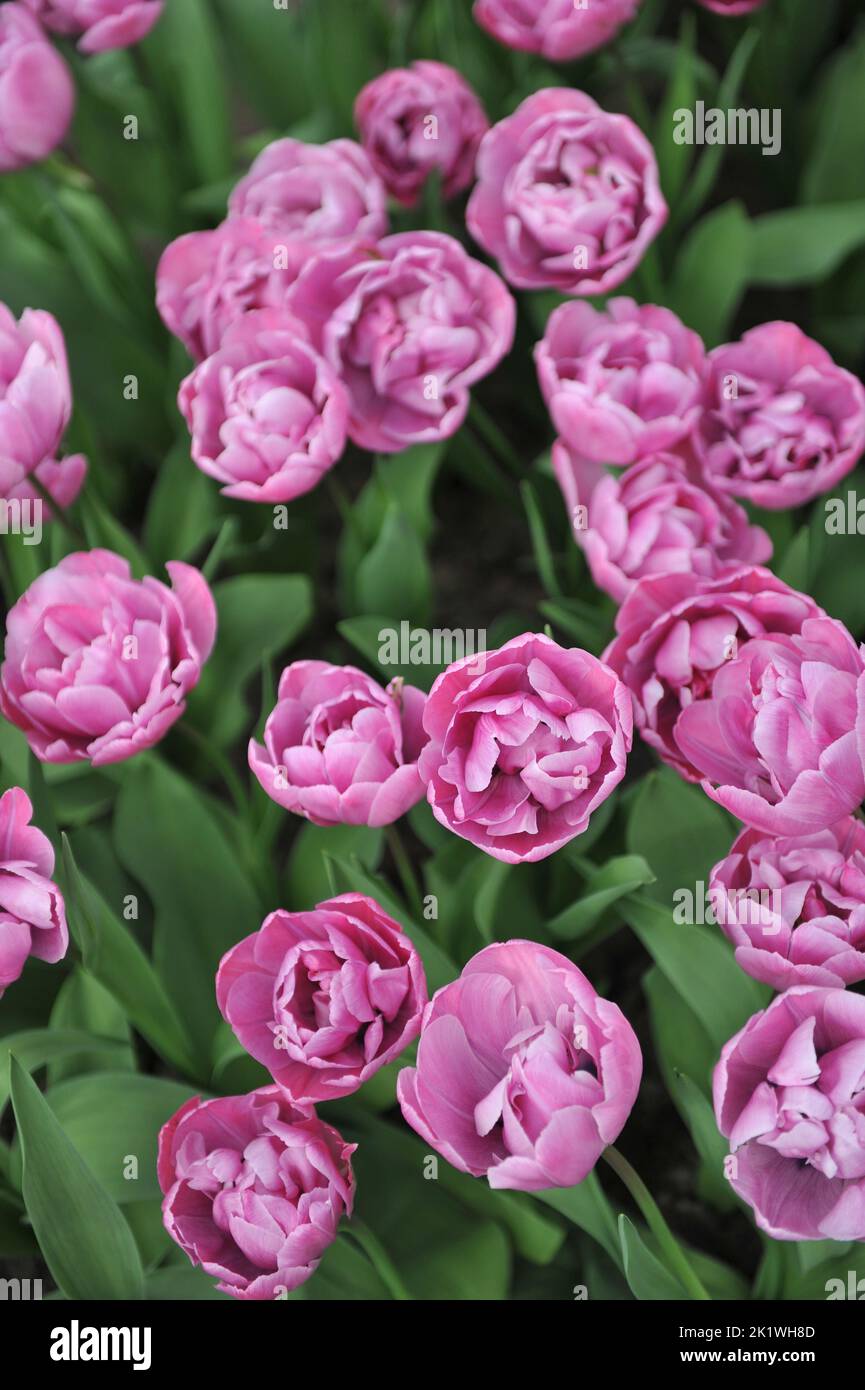 Pink peony-flowered Double Late tulips (Tulipa) Rosy Diamond bloom in a ...