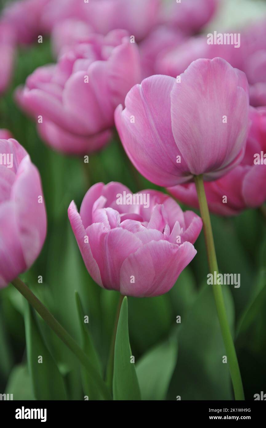 Pink peony-flowered Double Late tulips (Tulipa) Rosy Diamond bloom in a ...