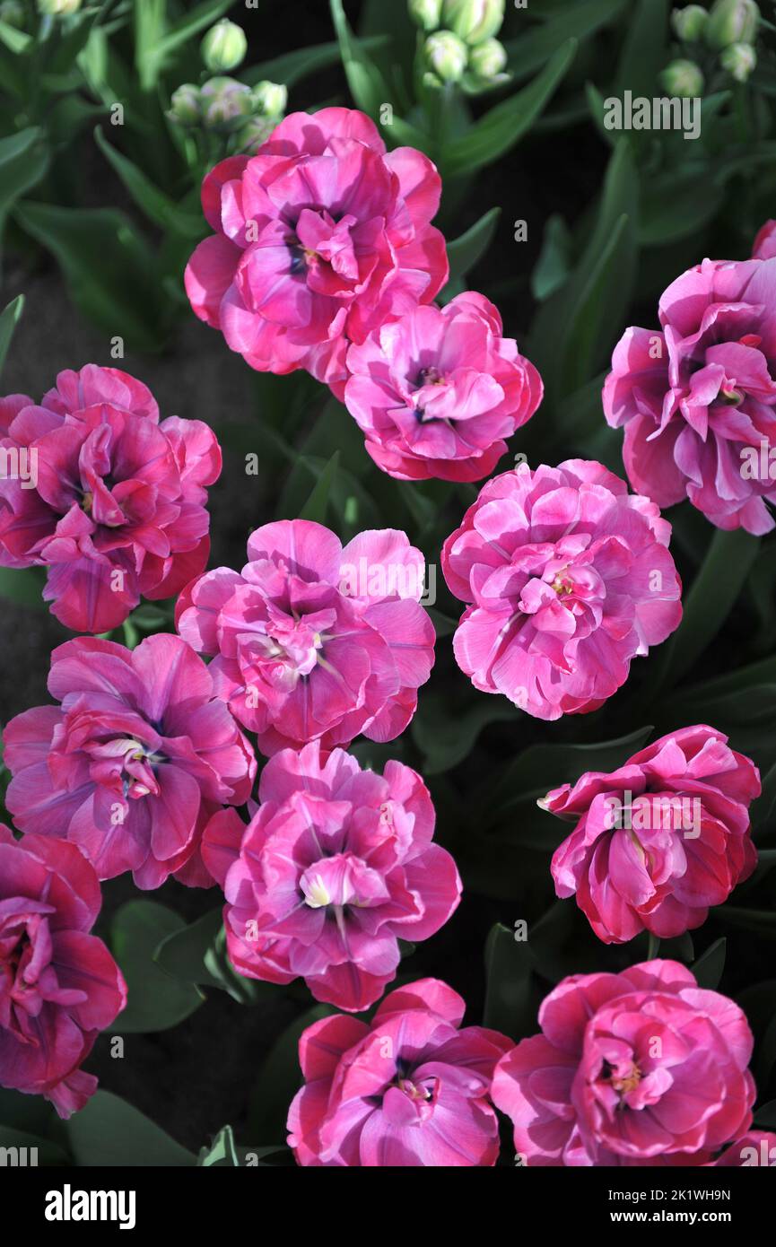 Pink peony-flowered Double Late tulips (Tulipa) Rosy Diamond bloom in a ...